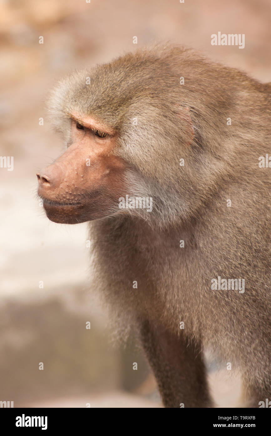 A Baboon close up Stock Photo - Alamy