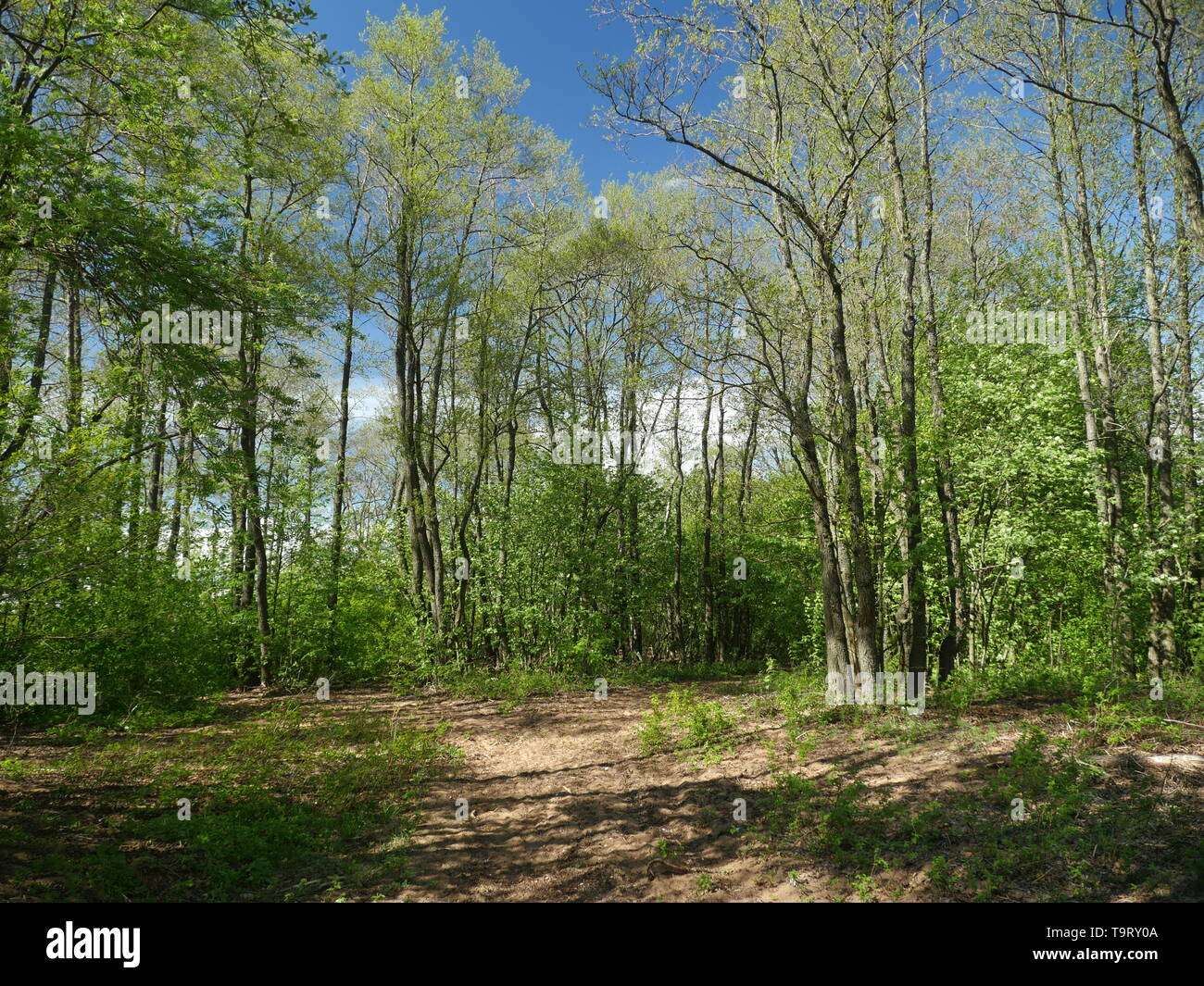 Spring sunny landscape forest hi-res stock photography and images - Alamy