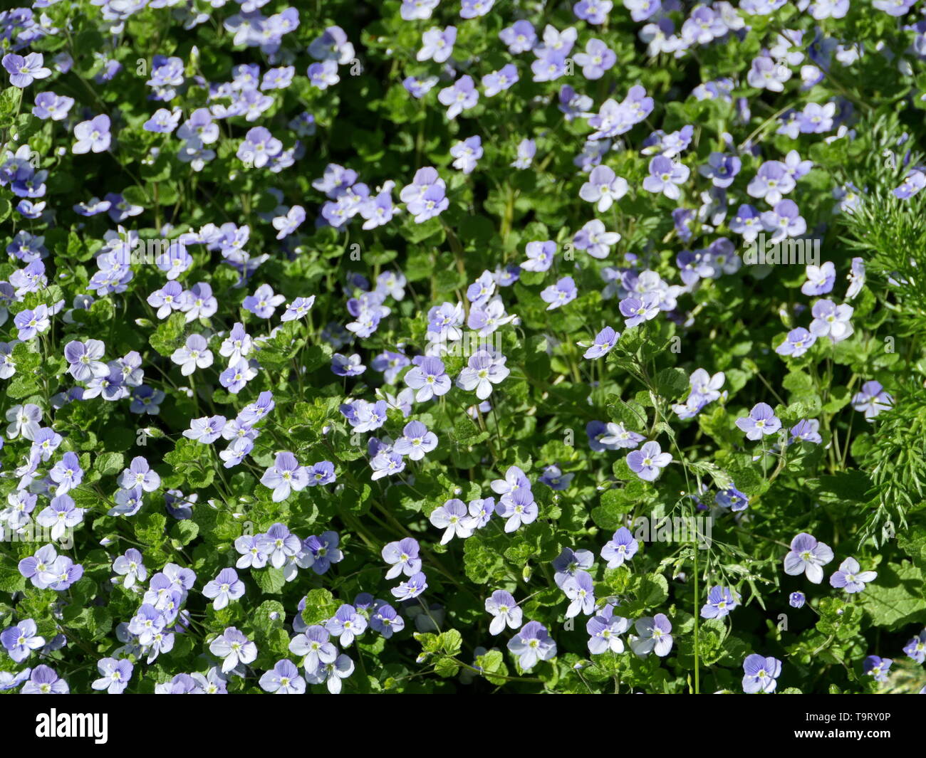 Violet blue carpet hi-res stock photography and images - Alamy
