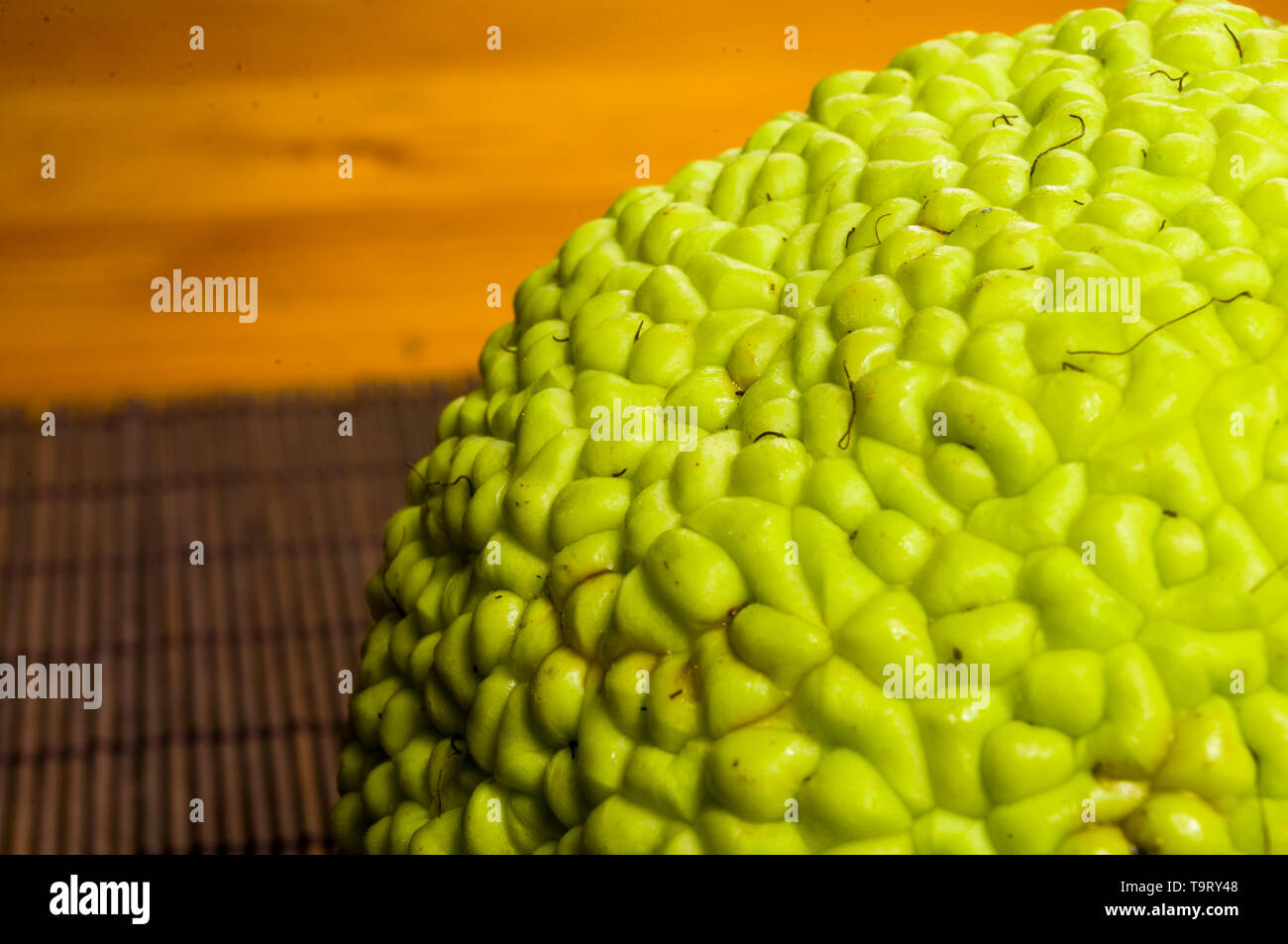Green fruit of maclura pomifera, osage orange, horse apple, adam apple ...