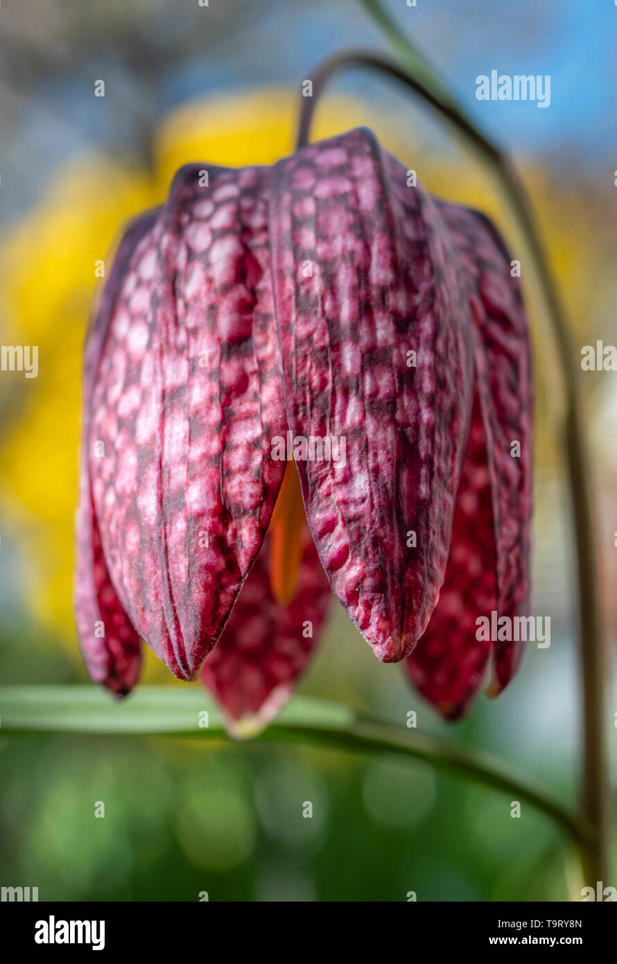Chess board flower, chess flower, Kiebitzei (Fritillaria meleagris ...