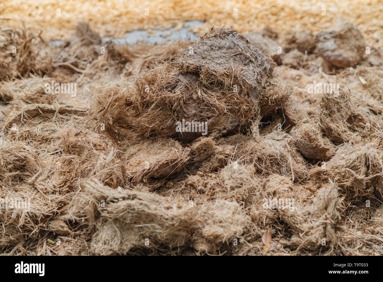 Luwak coffee, unclean coffee beans, Kopi luwak is coffee that includes ...