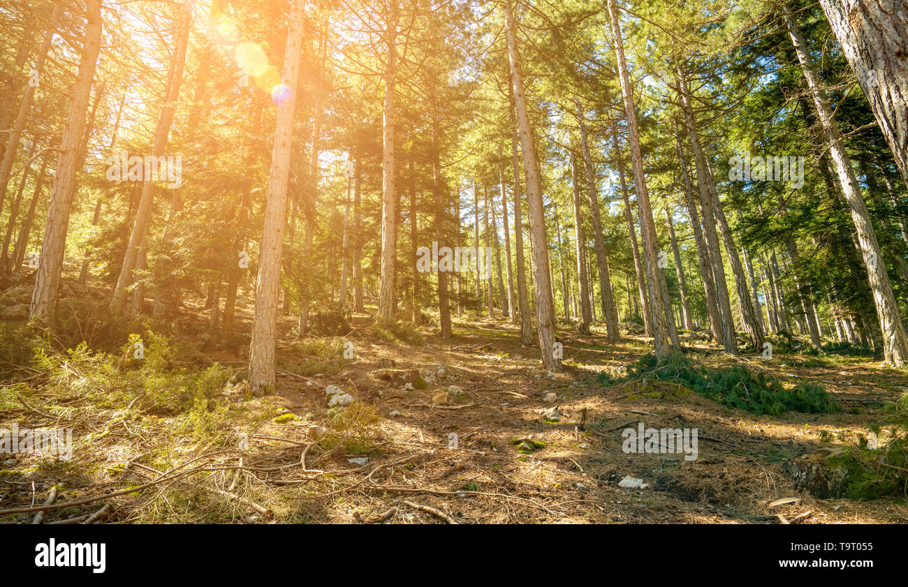 Sun light through the tree hi-res stock photography and images - Alamy