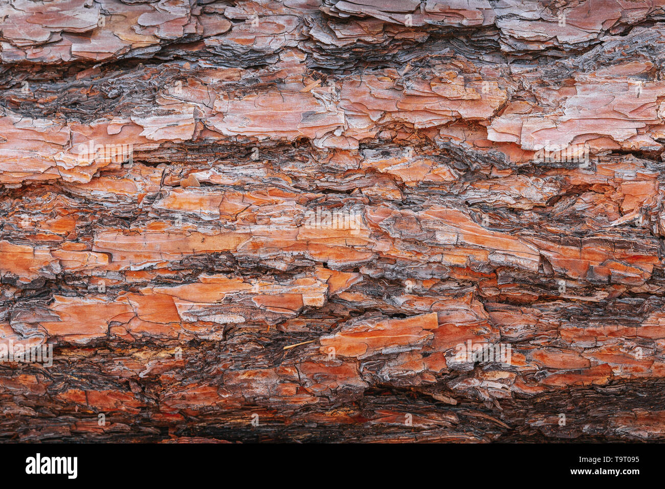 Brown bark of old tree.Closeup tree bark background Stock Photo - Alamy