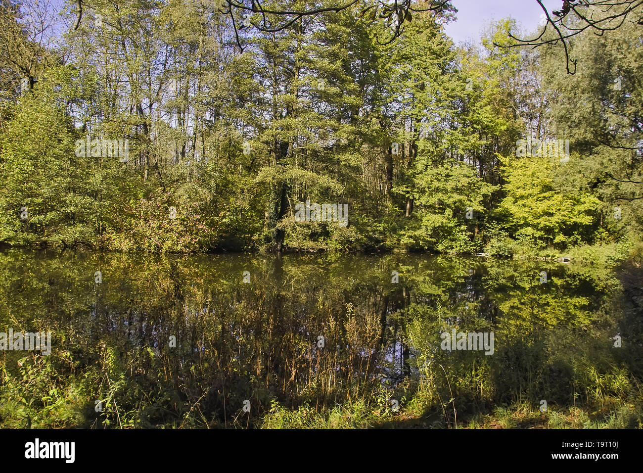 Wet biotopes hi-res stock photography and images - Alamy