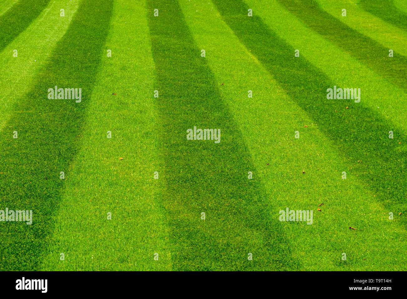 green grass lawn mowed in a striped pattern, decorative grass pattern ...