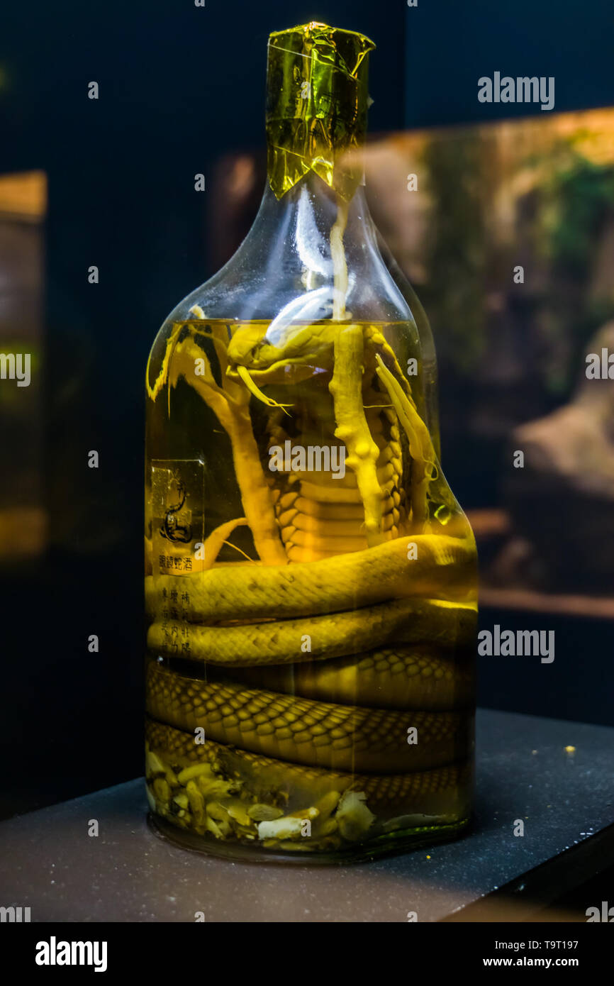 preserved snake in a bottle, educative objects for herpetology, creepy ...