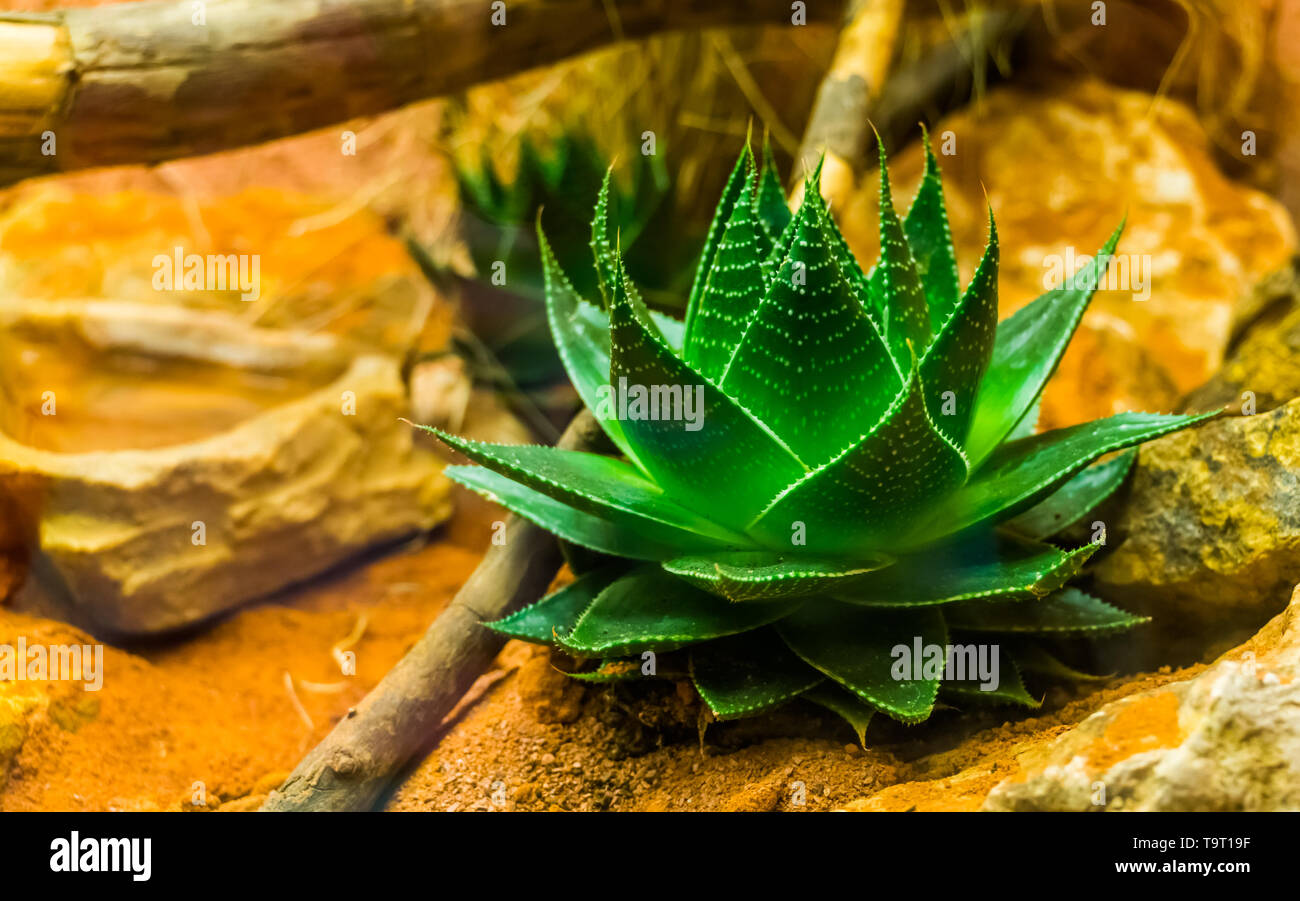 Small aloe vera hi-res stock photography and images - Alamy