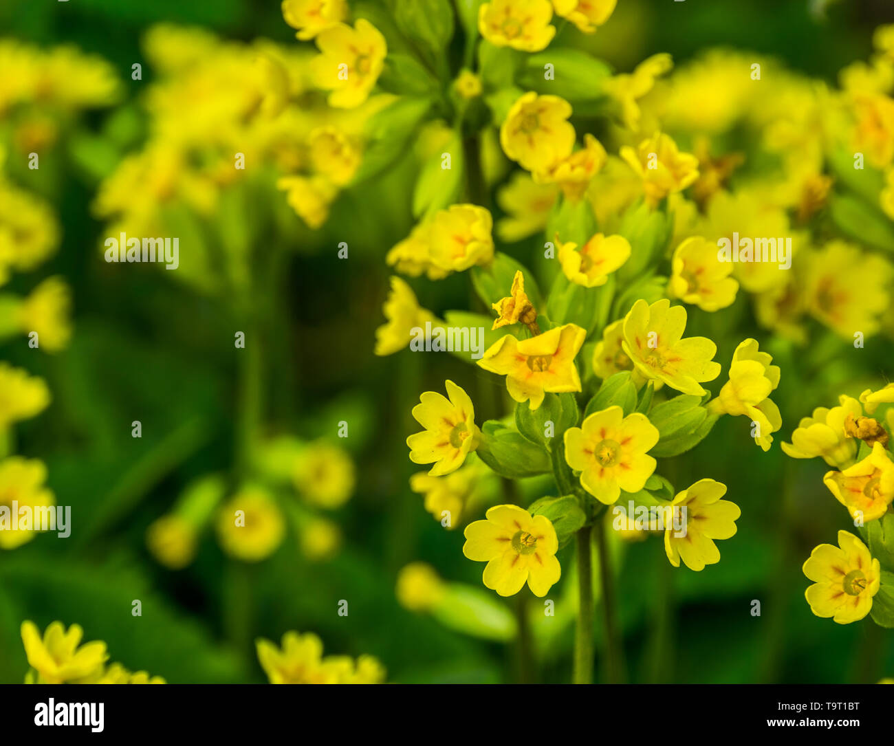 beautiful macro closeup of field mustard flower in bloom during spring ...