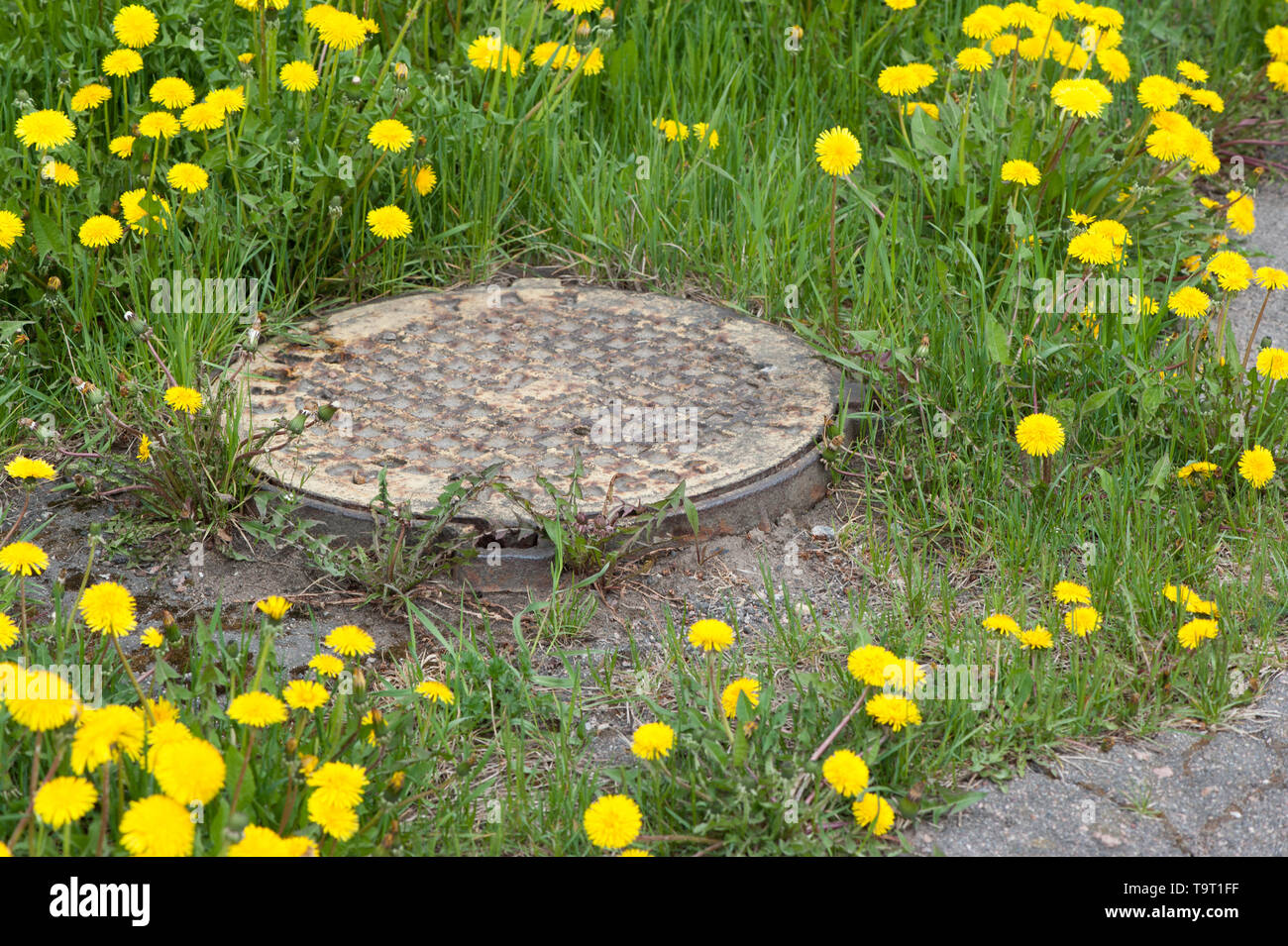 Rust manhole cover on the grass in the park Stock Photo - Alamy