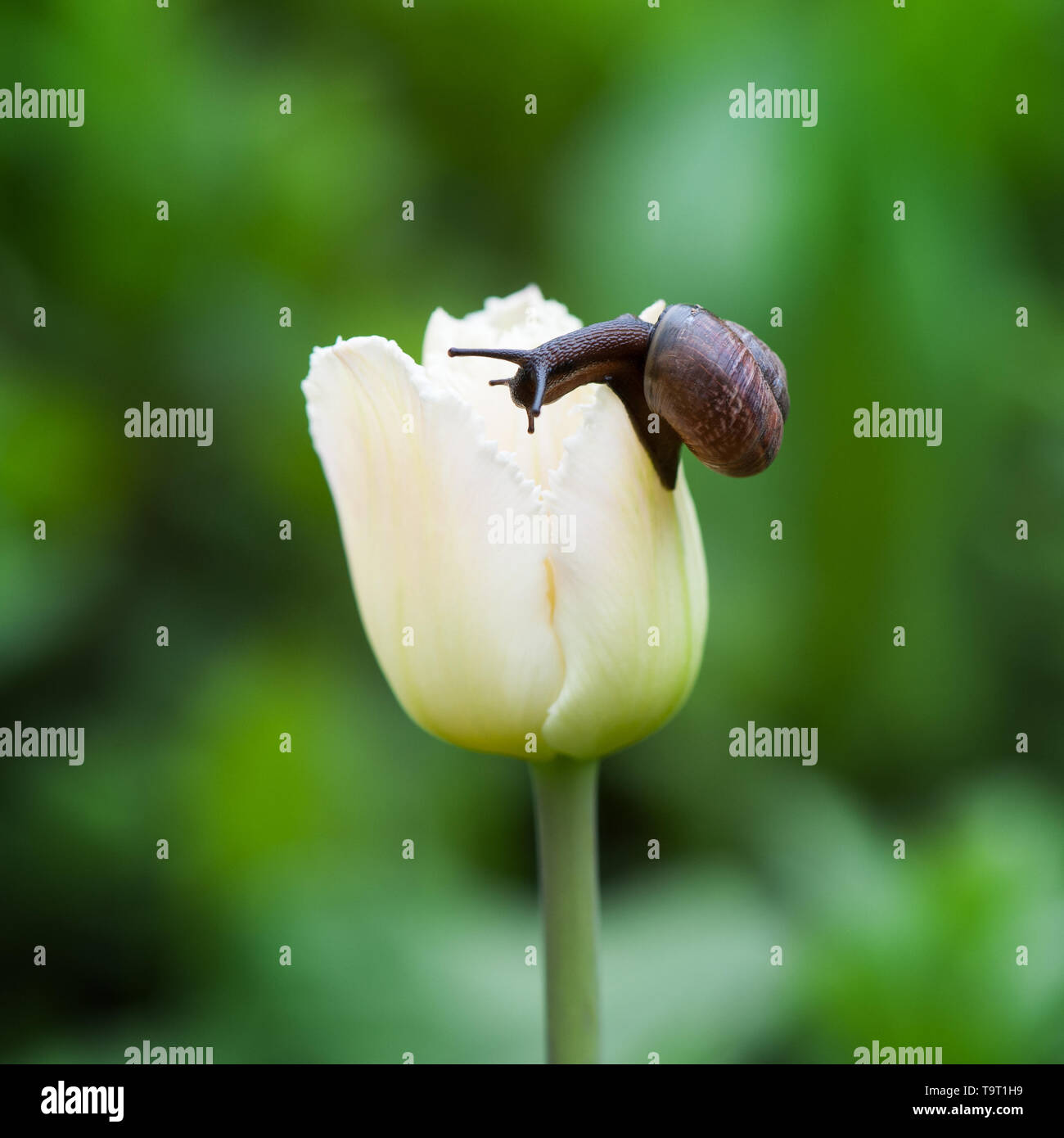 Tulip snail hi-res stock photography and images - Alamy
