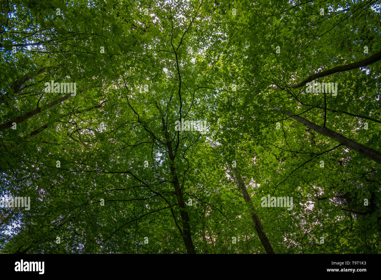 Slindon estate hi-res stock photography and images - Alamy