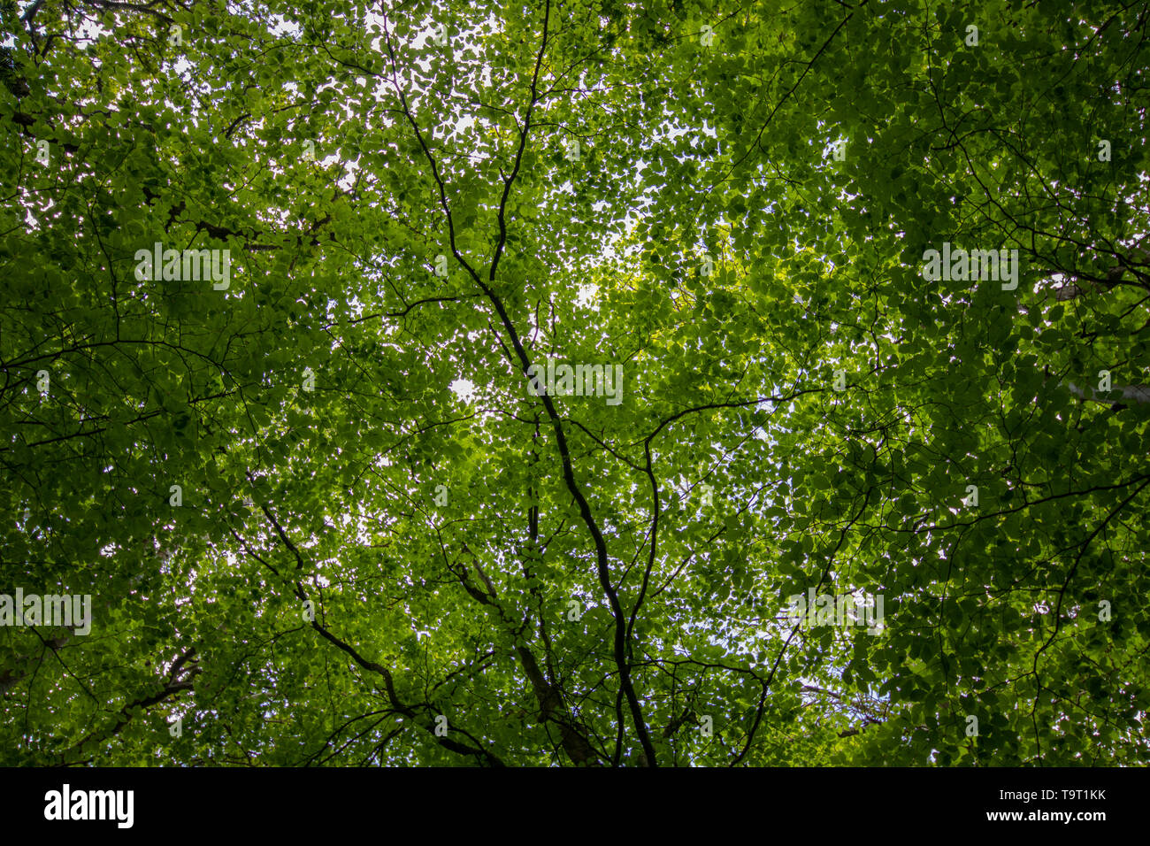 Slindon estate hi-res stock photography and images - Alamy
