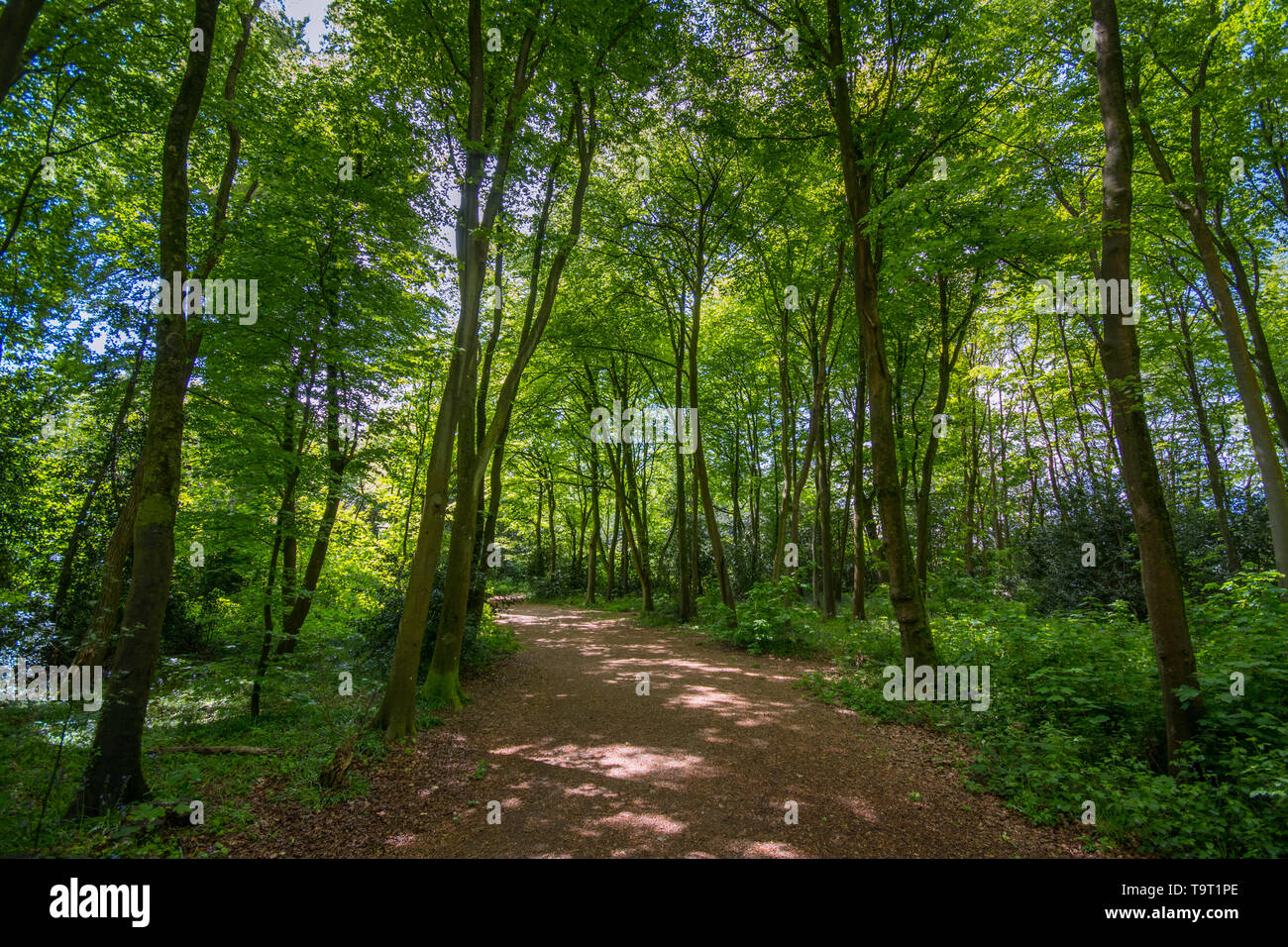 Slindon Estate High Resolution Stock Photography and Images - Alamy