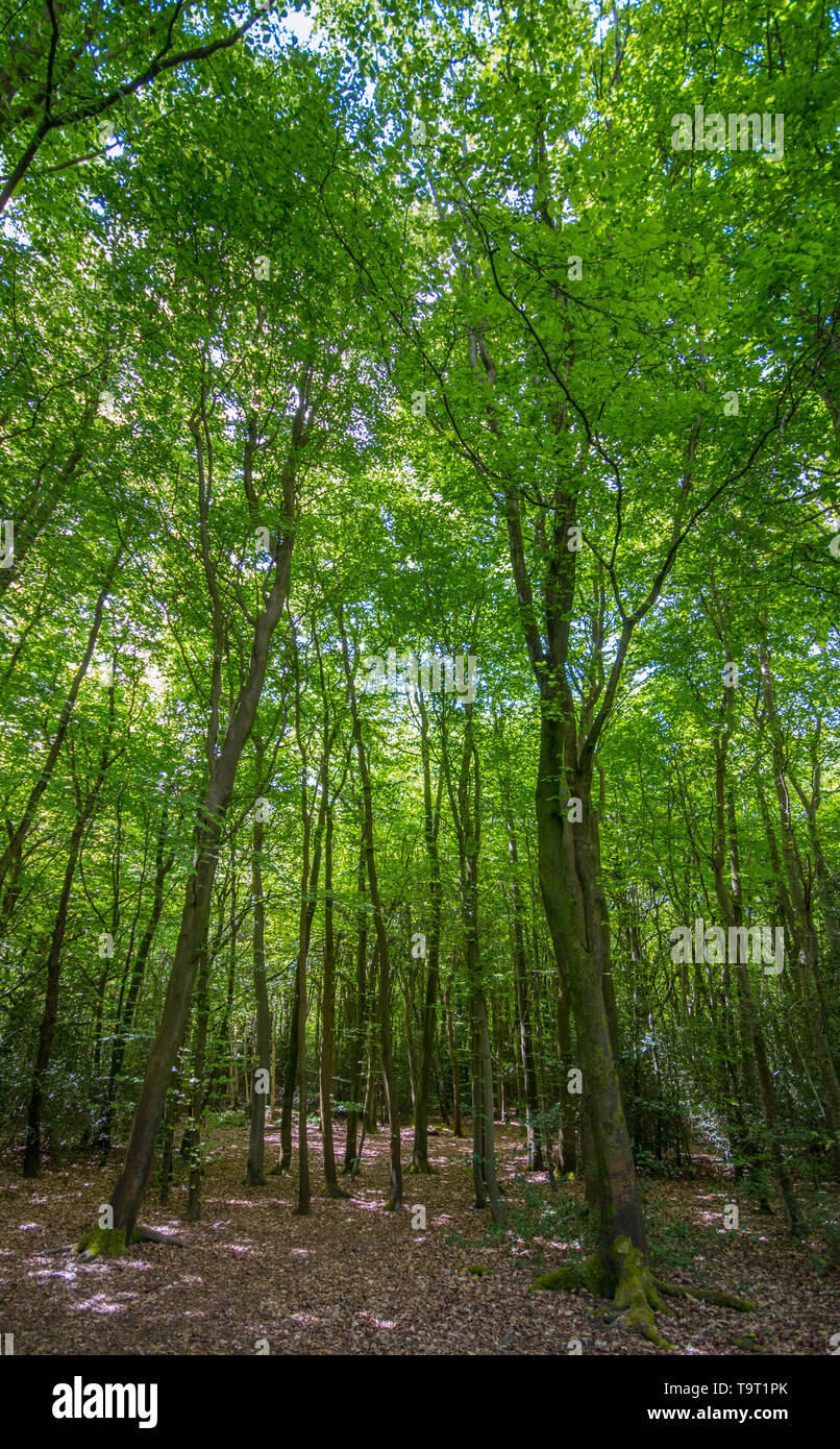 Slindon Estate High Resolution Stock Photography and Images - Alamy
