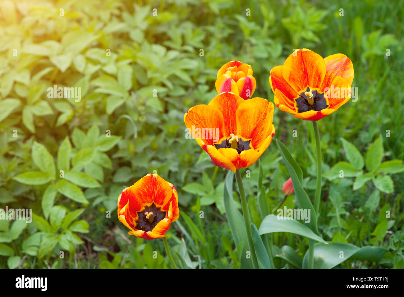 Beautiful open yellow tulips with plants on background blooming in the ...