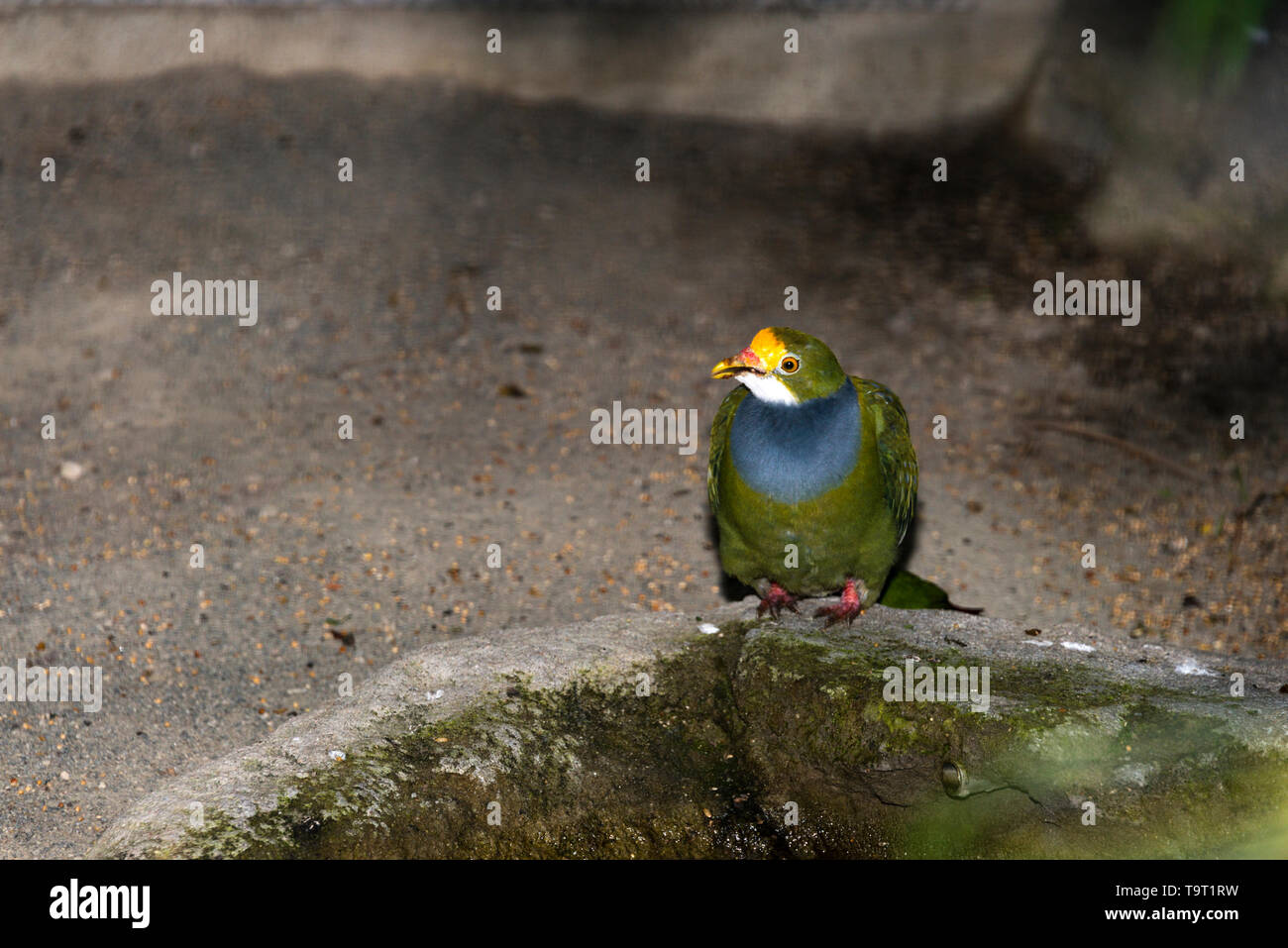Fruit dove hi-res stock photography and images - Alamy