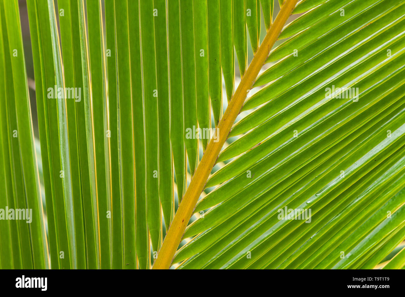 Palm tree fronds, Maui, Hawaii, USA Stock Photo - Alamy