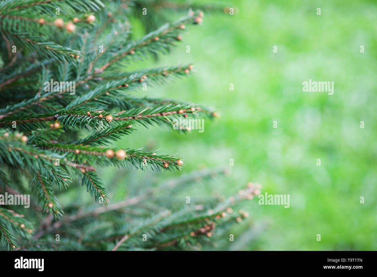 Young spruce tree with small cones Stock Photo - Alamy