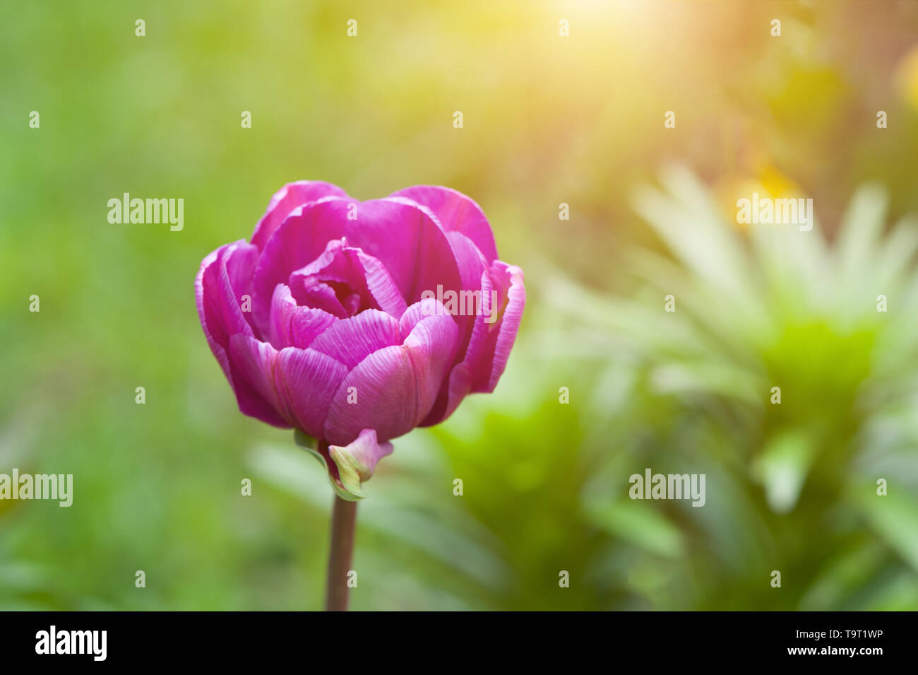 Closeup of a beautiful single tulip flower. One fresh red tulip in the ...