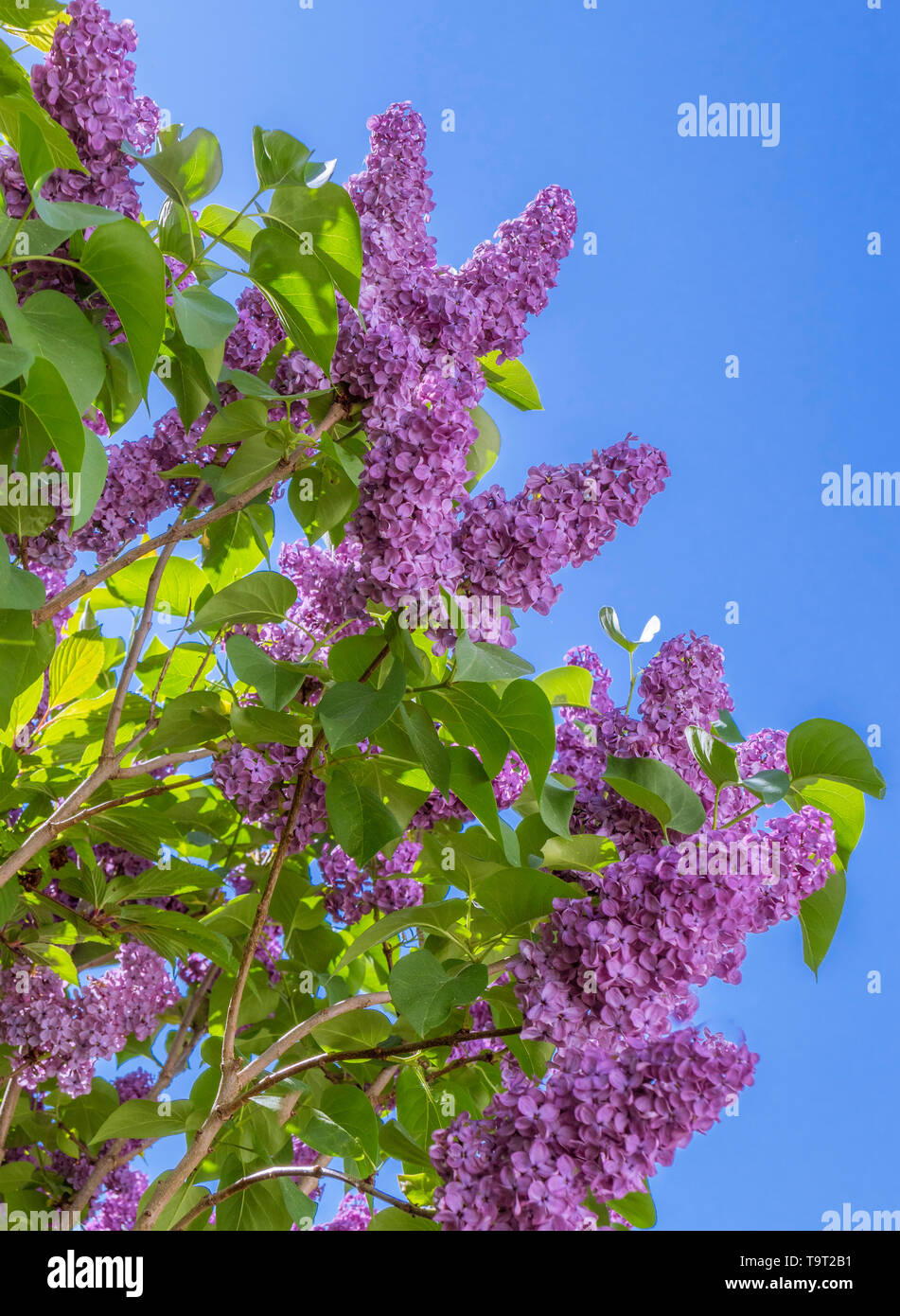 Flieder farbig hi-res stock photography and images - Alamy