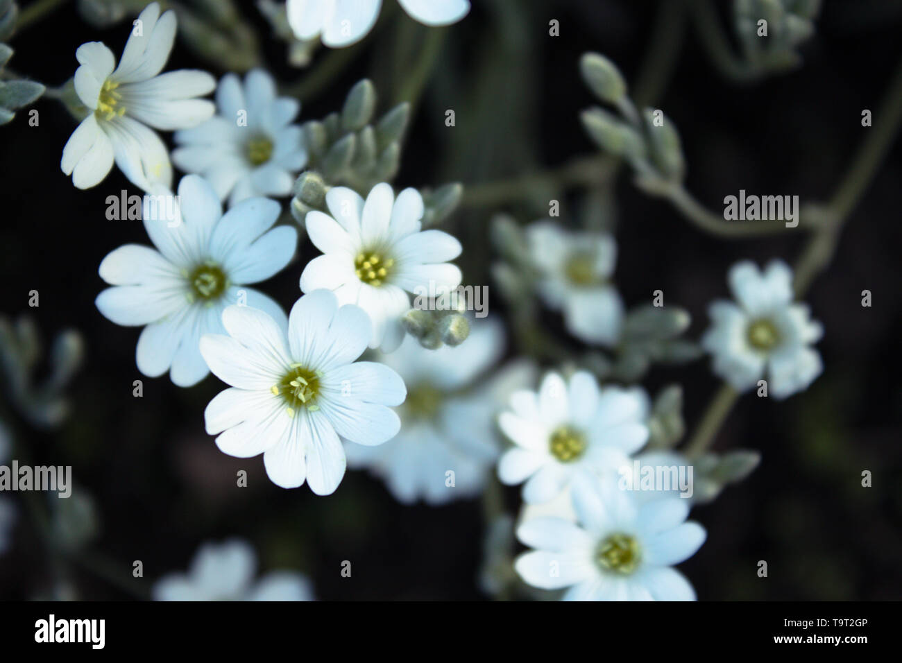 White small flowers. Spring flowers in the meadow Stock Photo - Alamy