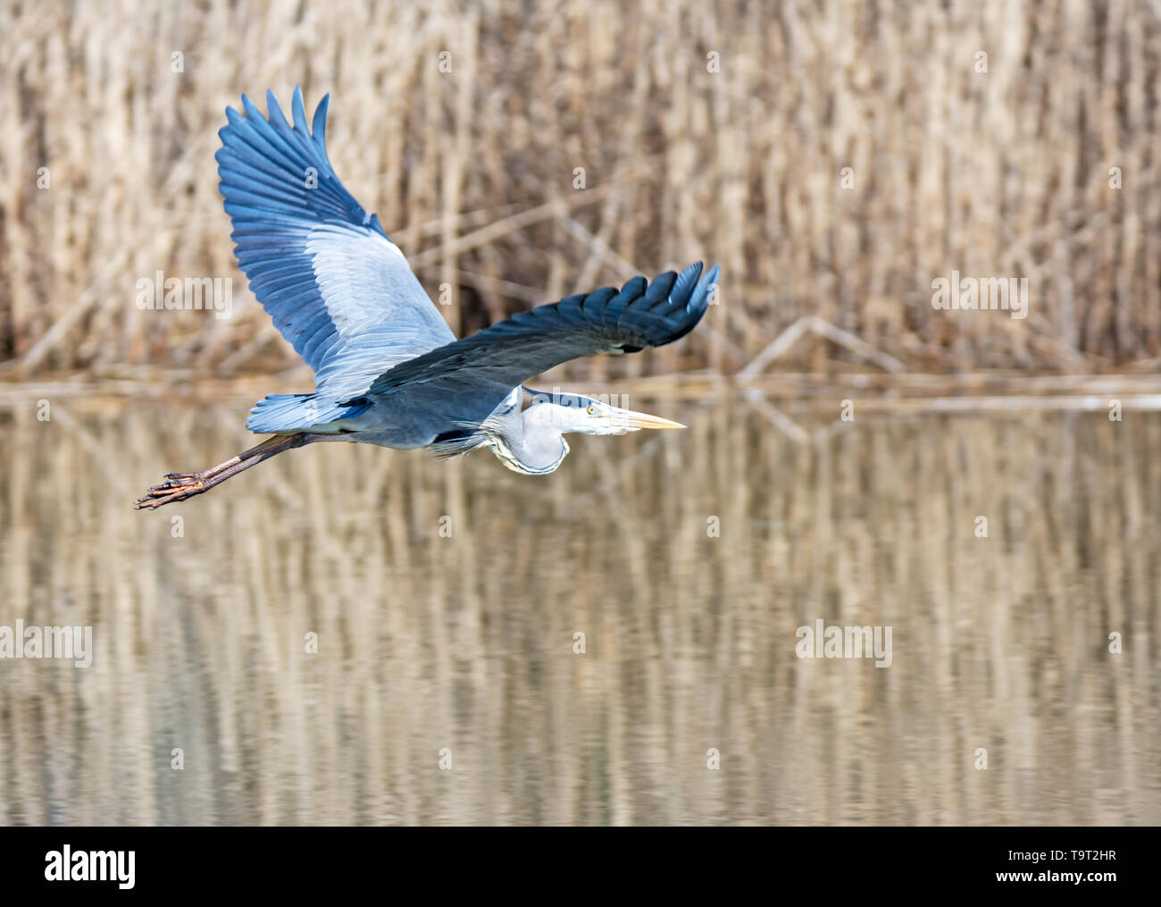 Flying grey heron hi-res stock photography and images - Alamy