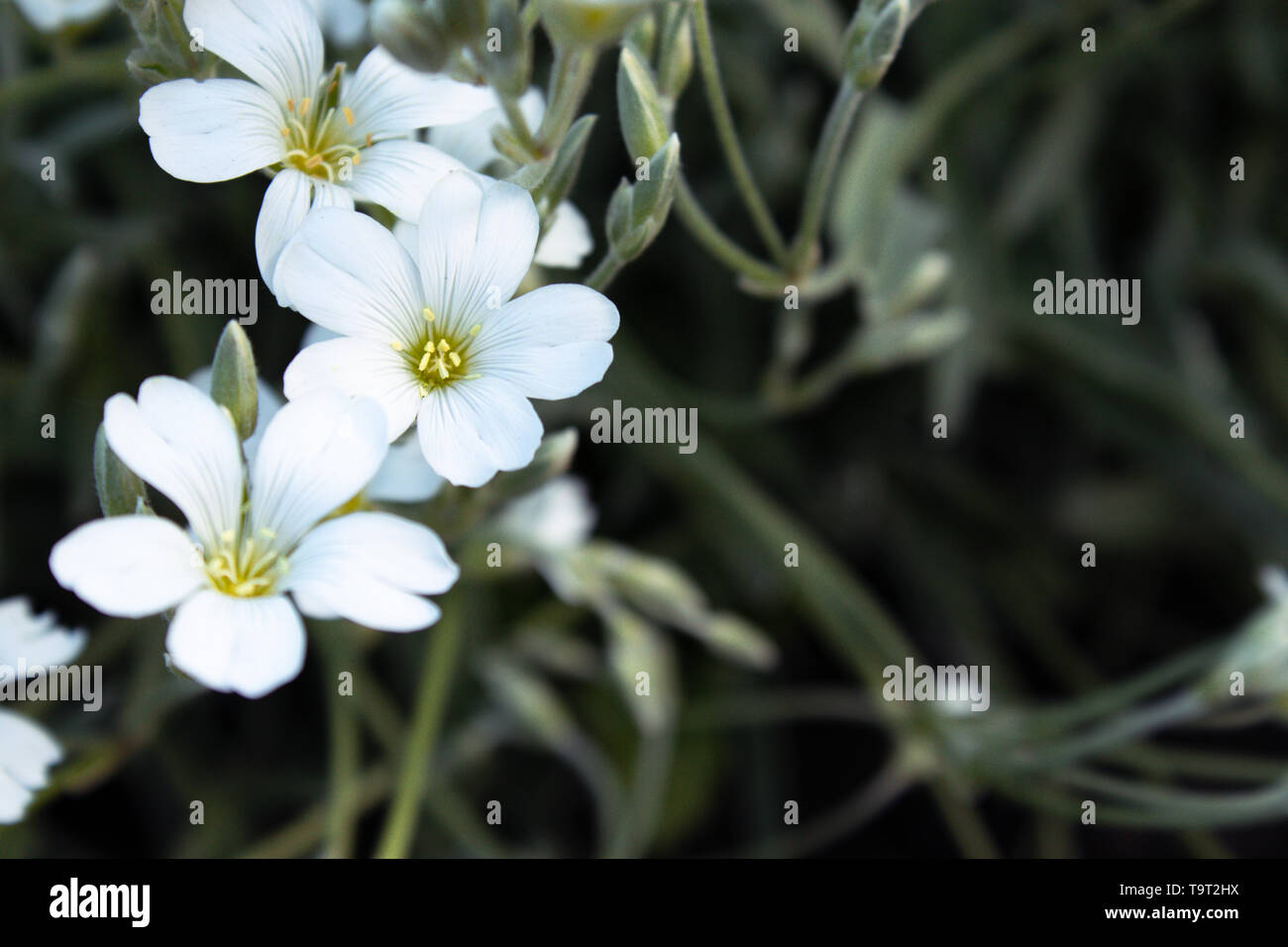 White small flowers. Spring flowers in the meadow Stock Photo - Alamy