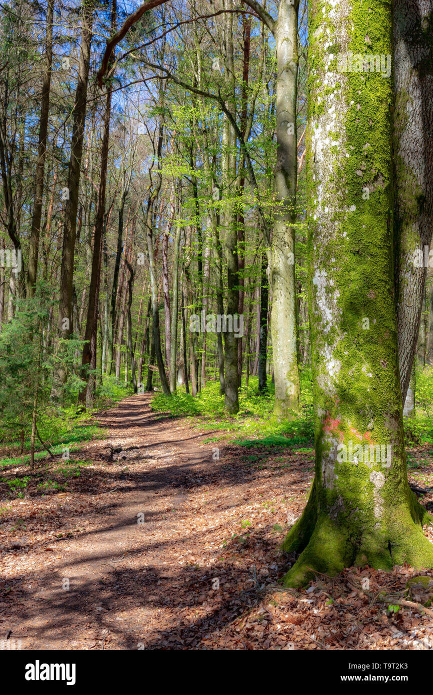 Trees of a beech forest during spring time Stock Photo - Alamy