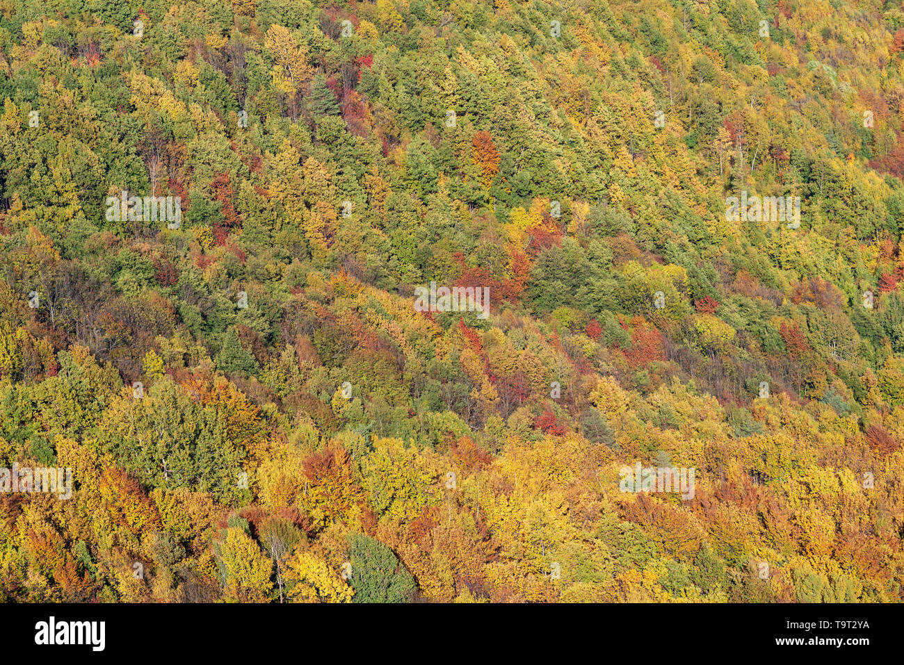 Alpine vegetation alpine fir trees hi-res stock photography and images ...