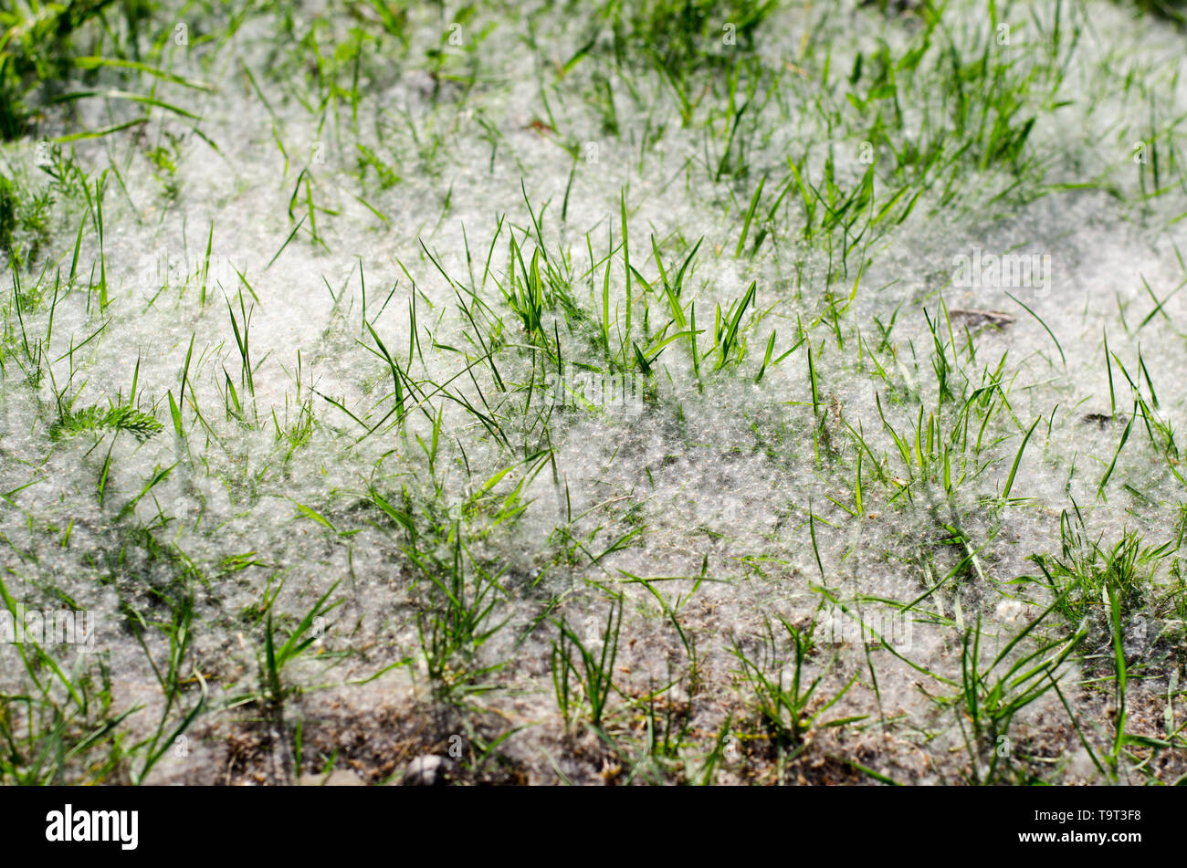 Grey poplar catkins hi-res stock photography and images - Alamy