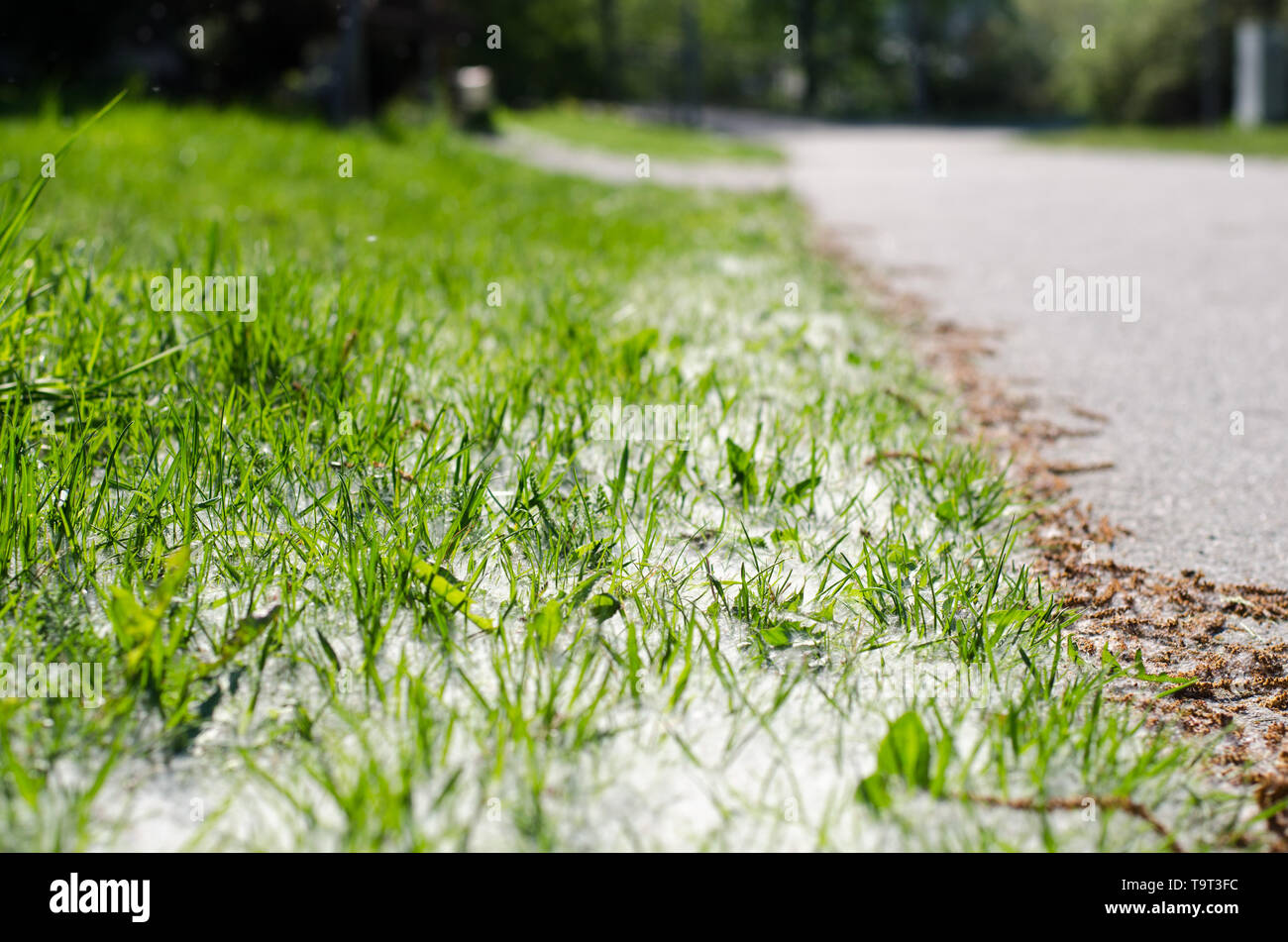 White poplar tree seeds hi-res stock photography and images - Alamy