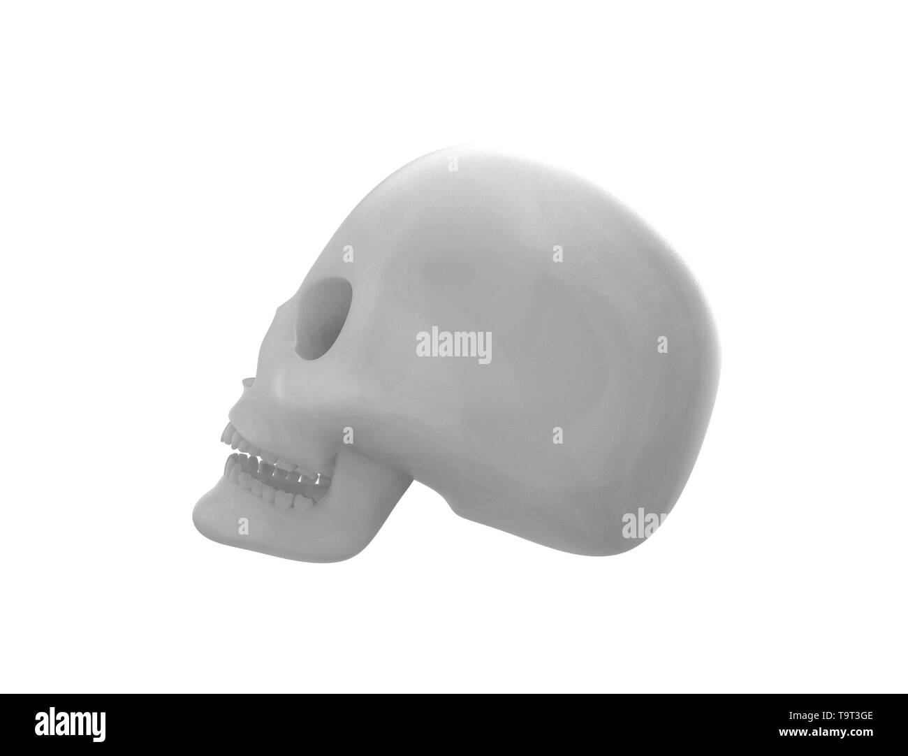 3D rendering of a skull isolated on white background Stock Photo - Alamy