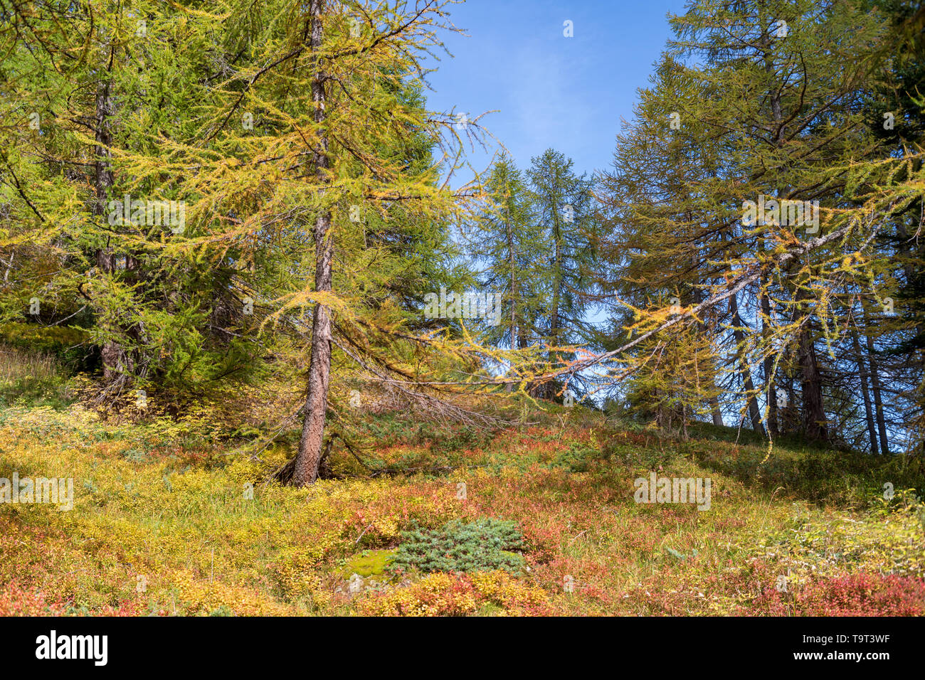 Autumn forest with larch, spruce and pine trees Stock Photo - Alamy
