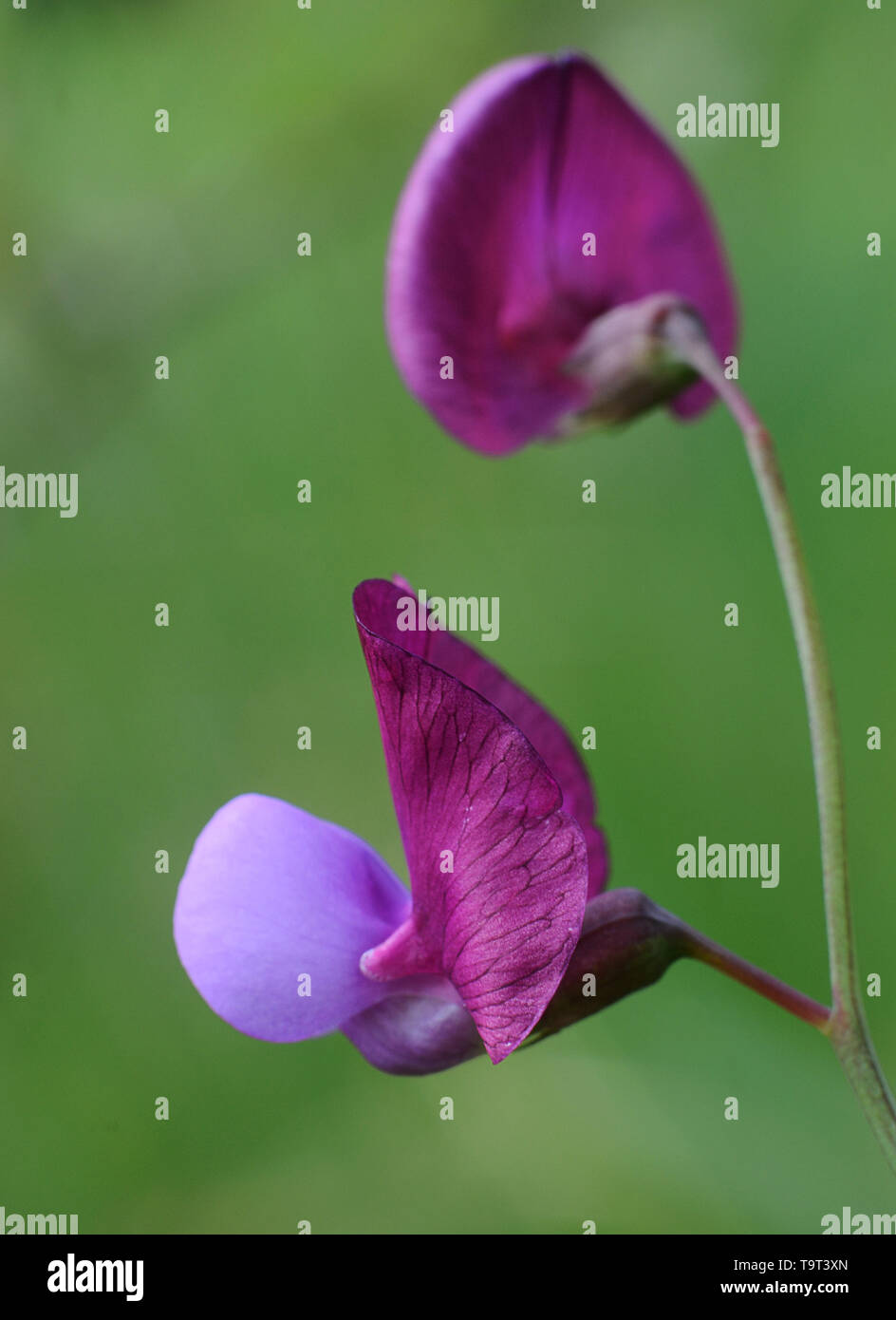 close-up of purple wildlflower, Lathyrus Clymenum, against the green ...