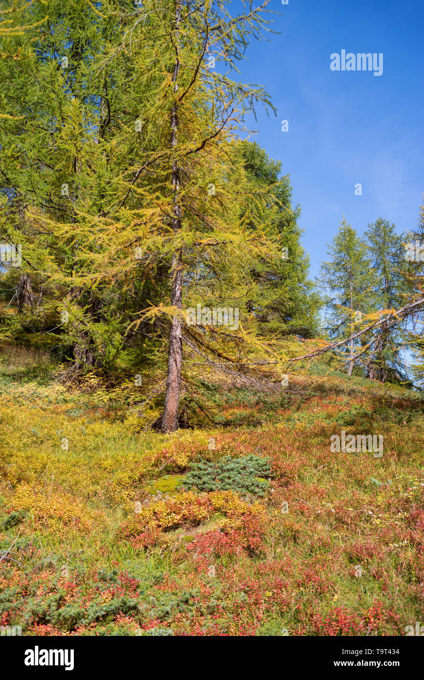 Autumn forest with larch, spruce and pine trees Stock Photo - Alamy