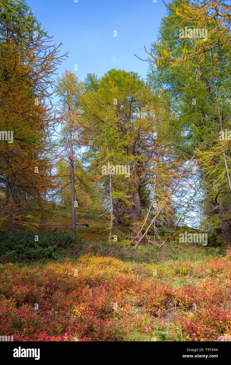 Autumn forest with larch, spruce and pine trees Stock Photo - Alamy