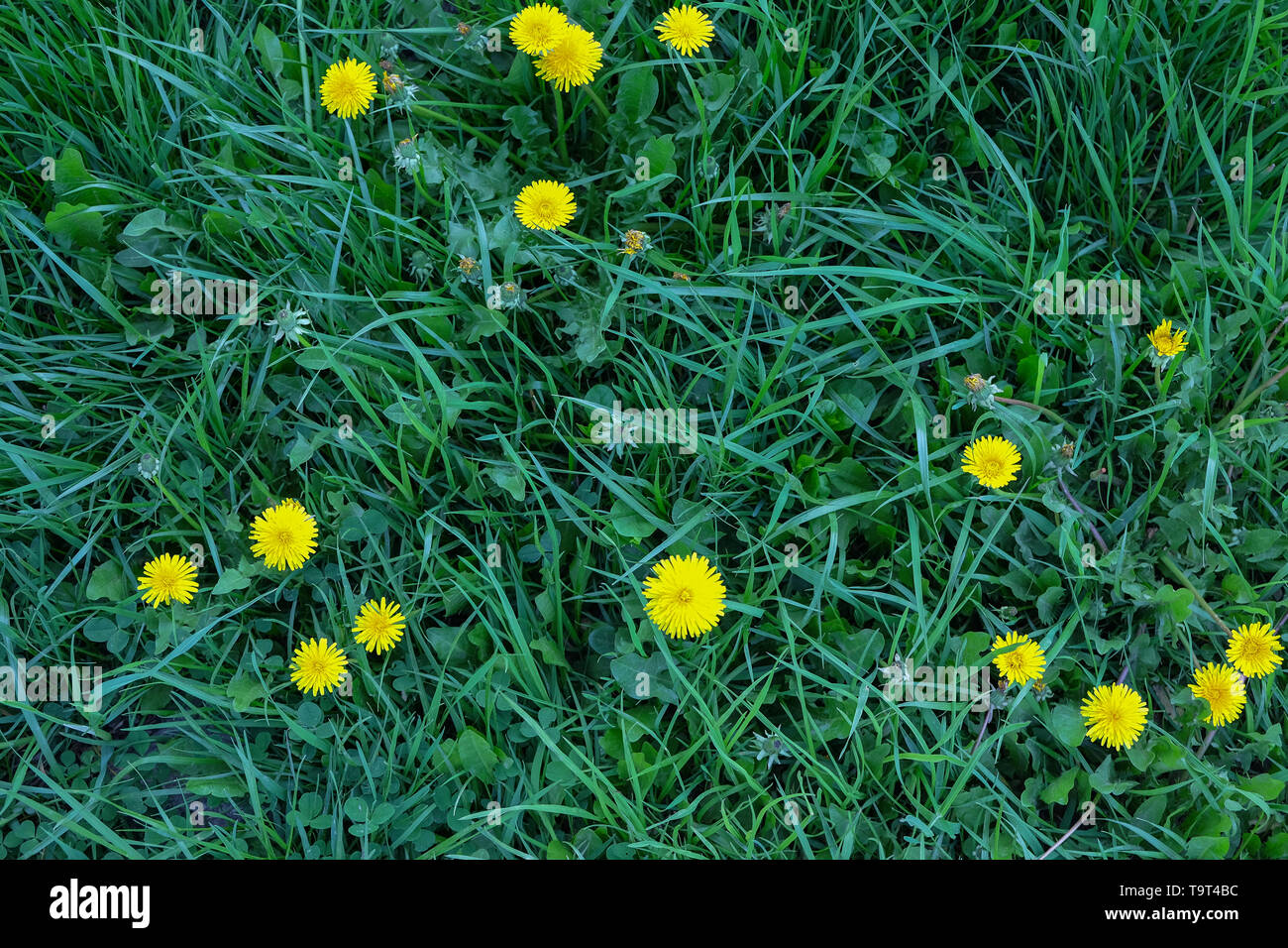 Clover and dandelion lawn fragment close-up. Background for mockup of ...