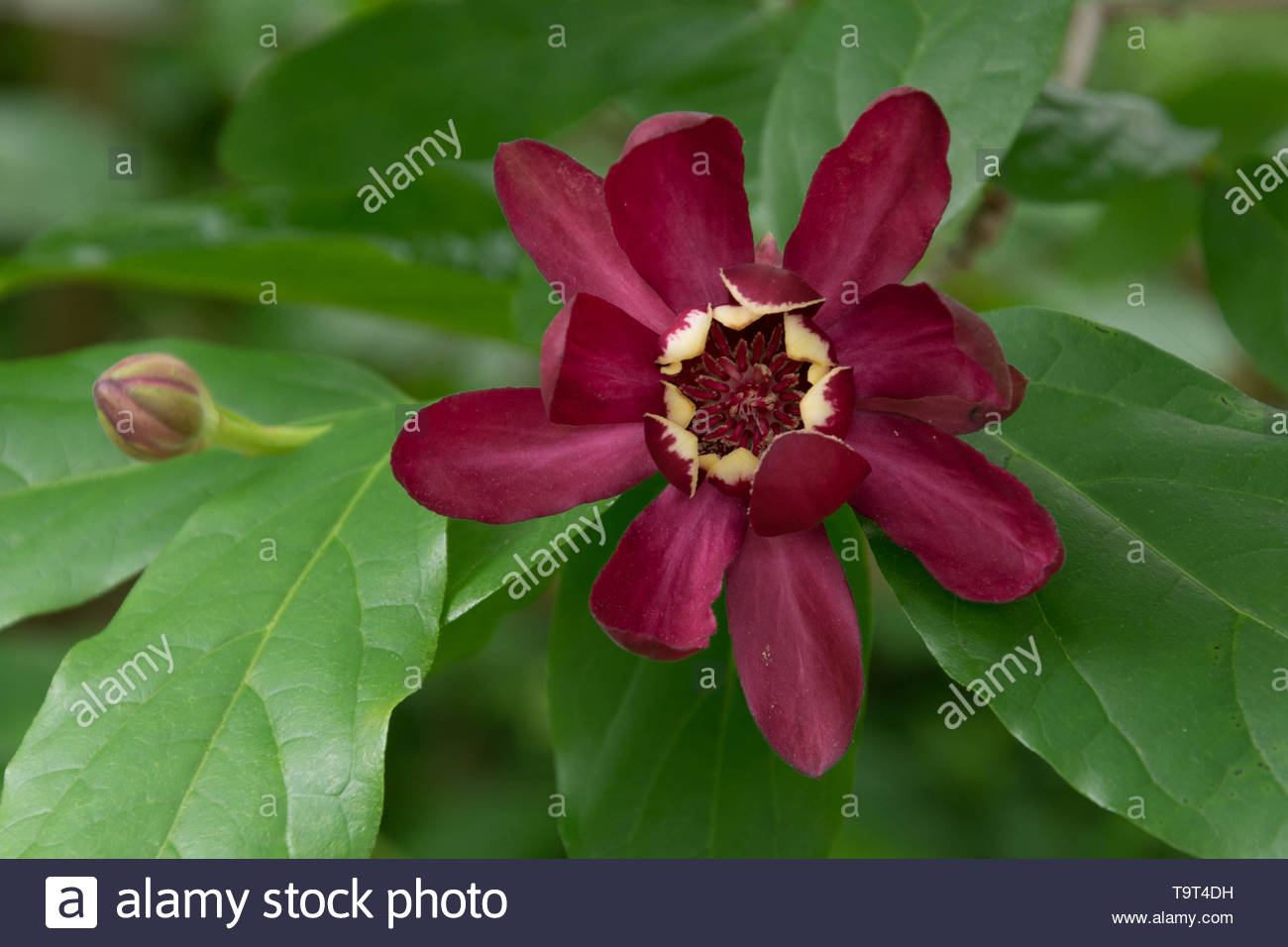 Calycanthus Floridus High Resolution Stock Photography and Images - Alamy