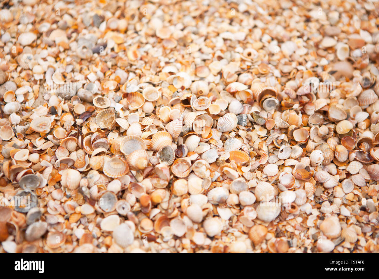 Texture of shell beach. Concept of travel, tourism, leisure, relaxation ...