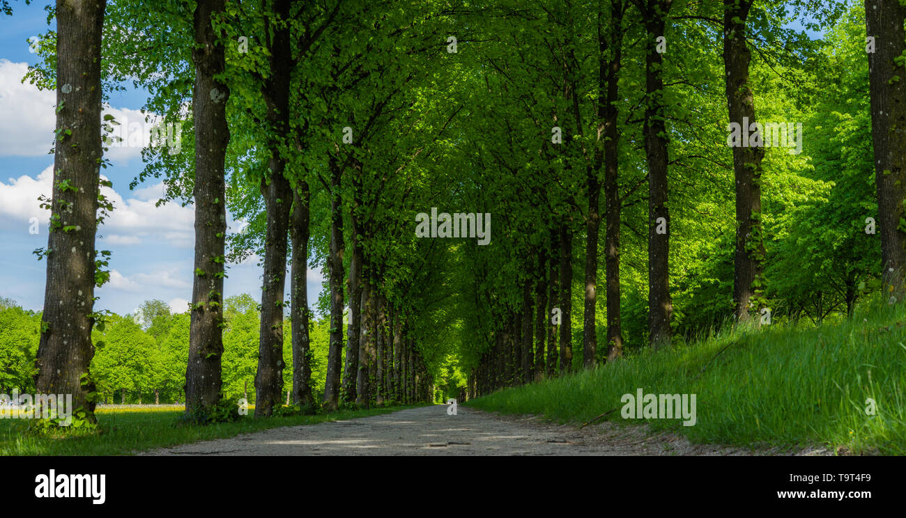 long mystical path in the forest Stock Photo - Alamy