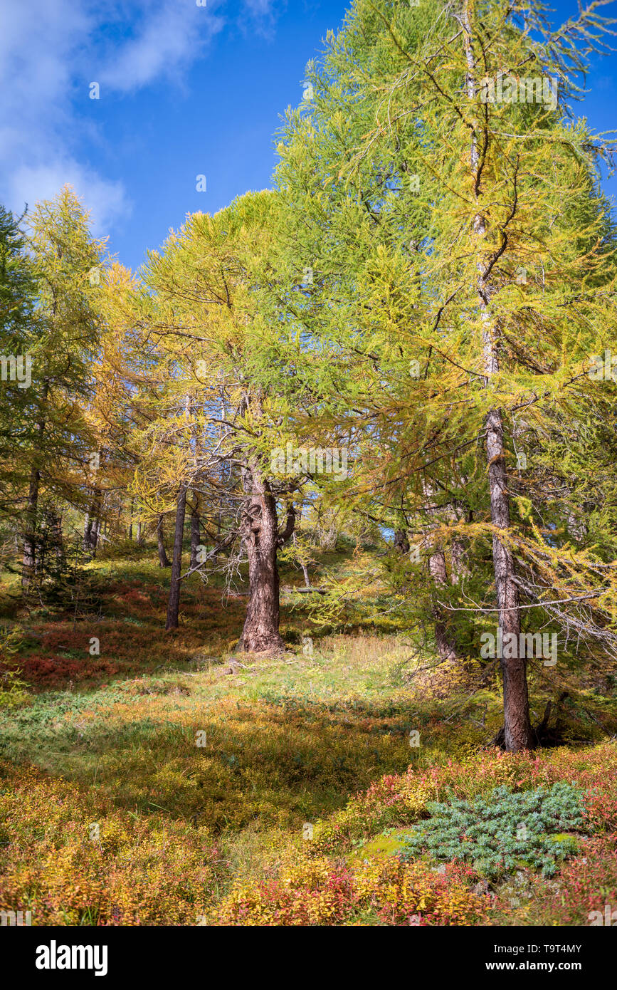 Autumn forest with larch, spruce and pine trees Stock Photo - Alamy
