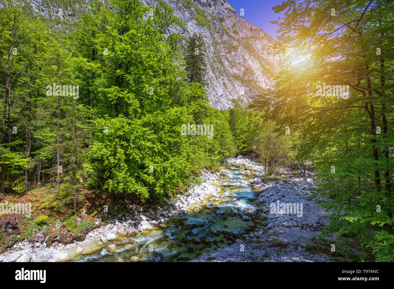 Beautiful colorful summer landscape with a stream and forest. The river ...