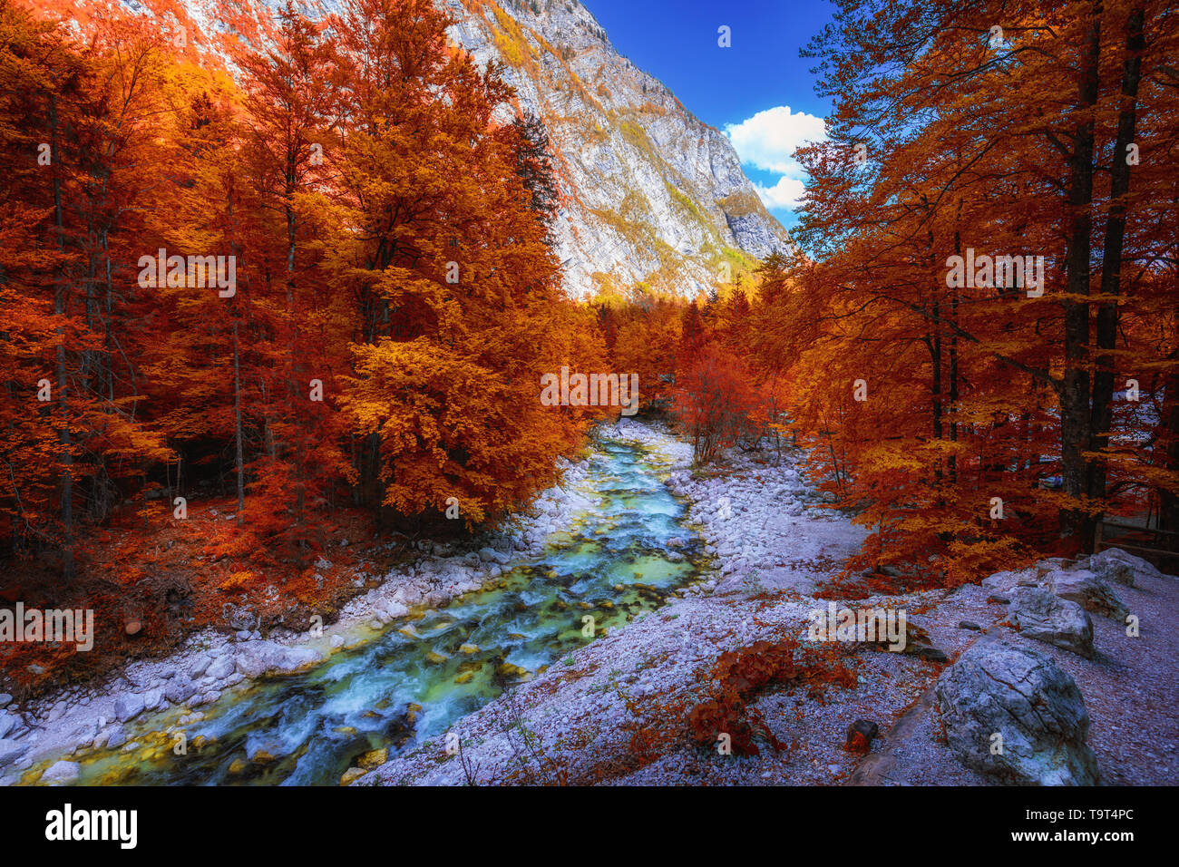 Beautiful colorful autumn landscape with a stream and forest in toned ...