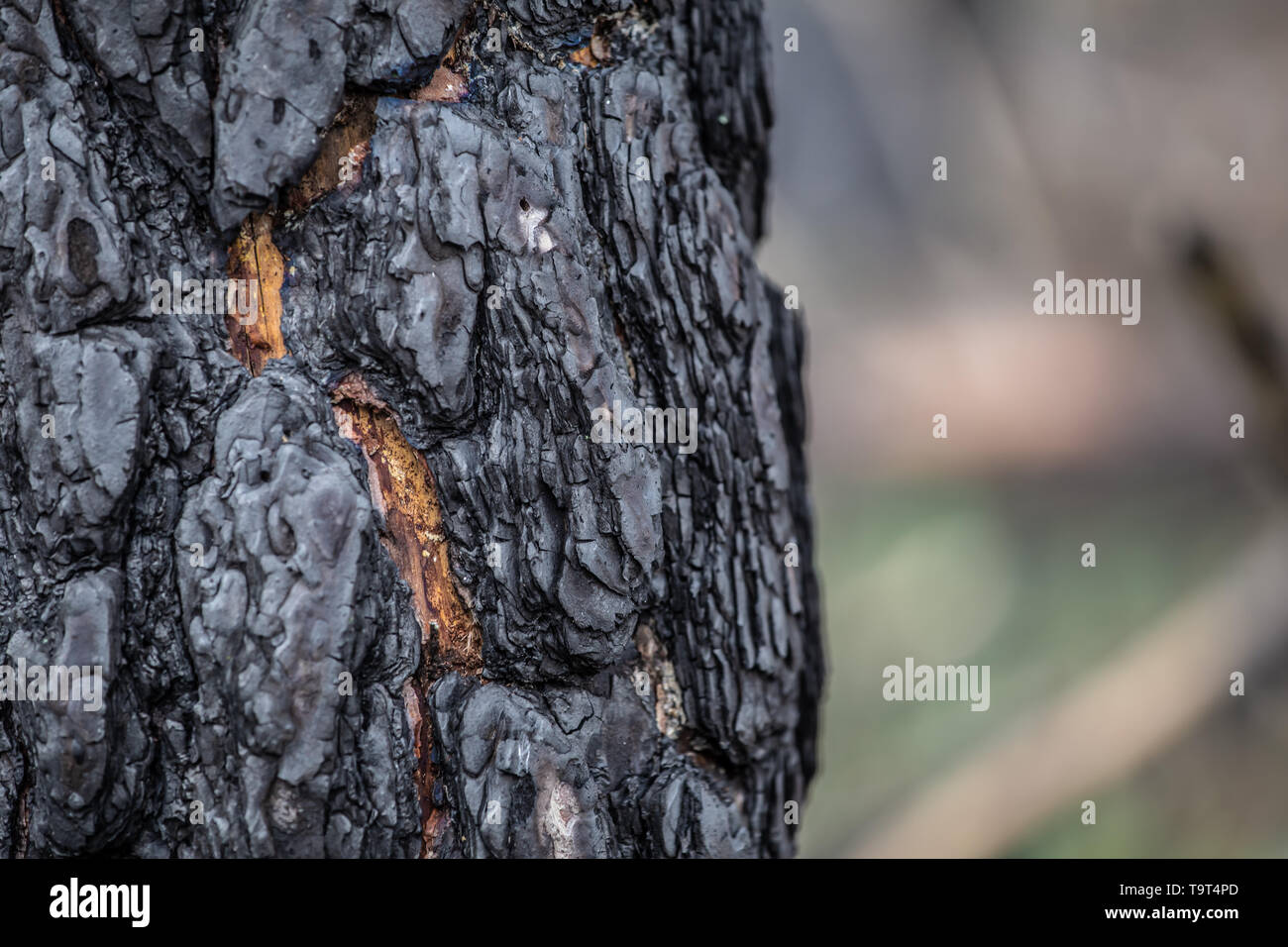 Burning tree bark hi-res stock photography and images - Alamy