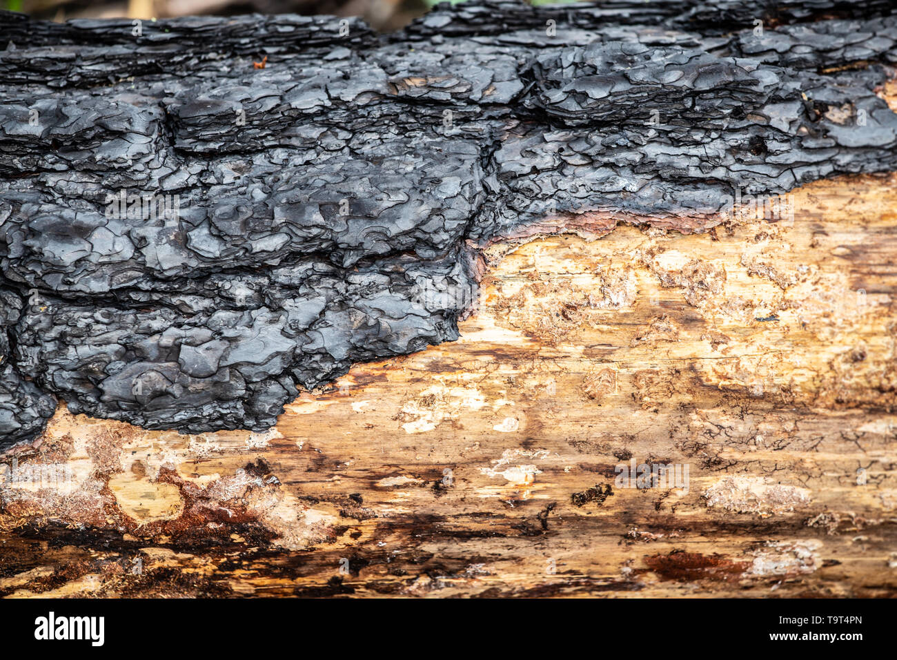 Burning burn burnt burned hi-res stock photography and images - Alamy