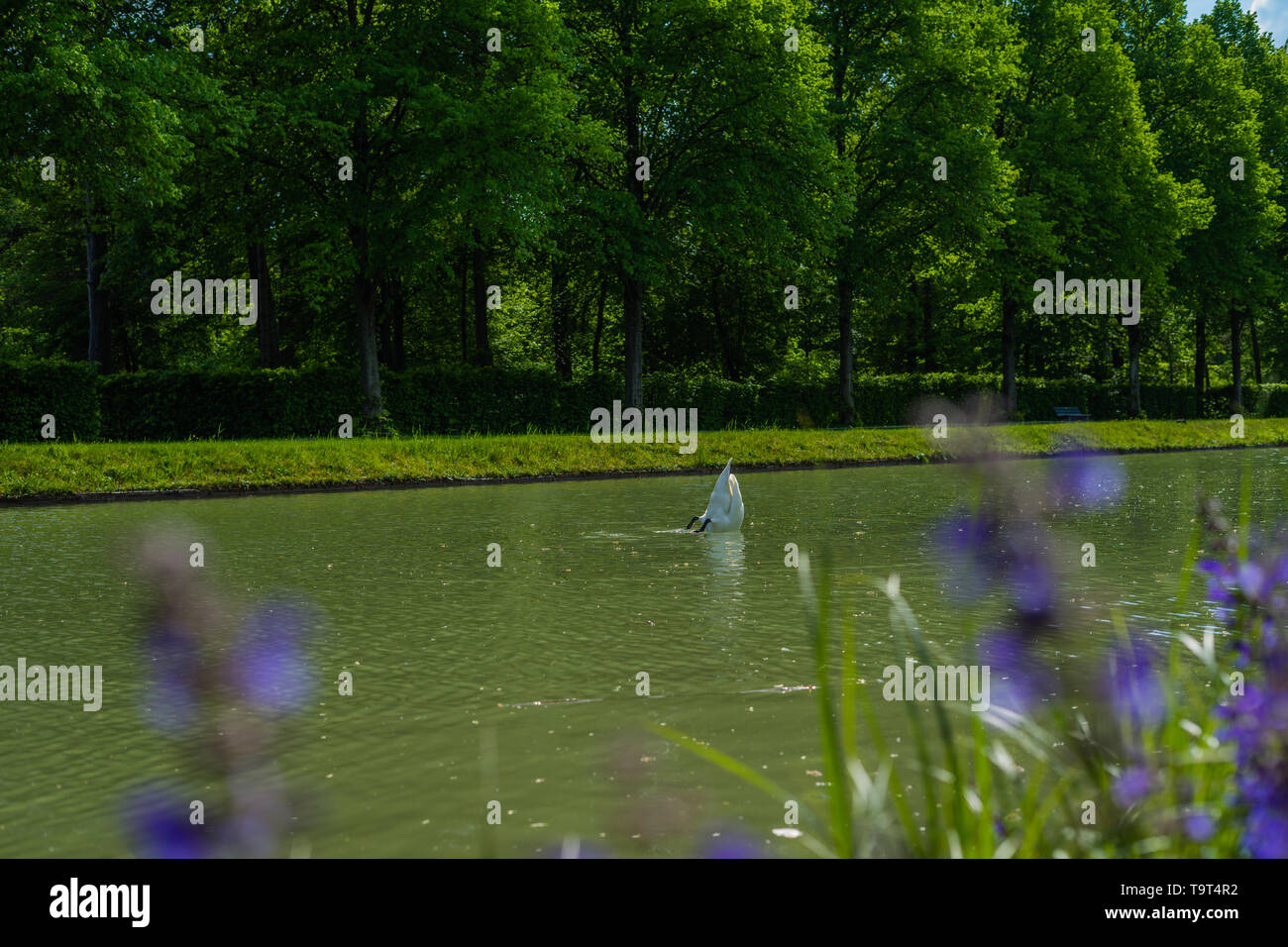 swan diving in water Stock Photo - Alamy