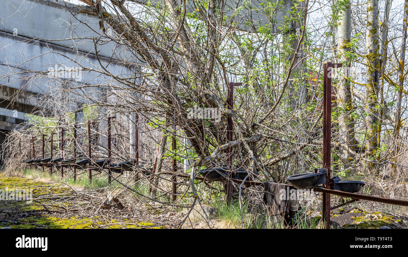 Remains of an abandoned farm stable overgrown with bushes and trees in ...