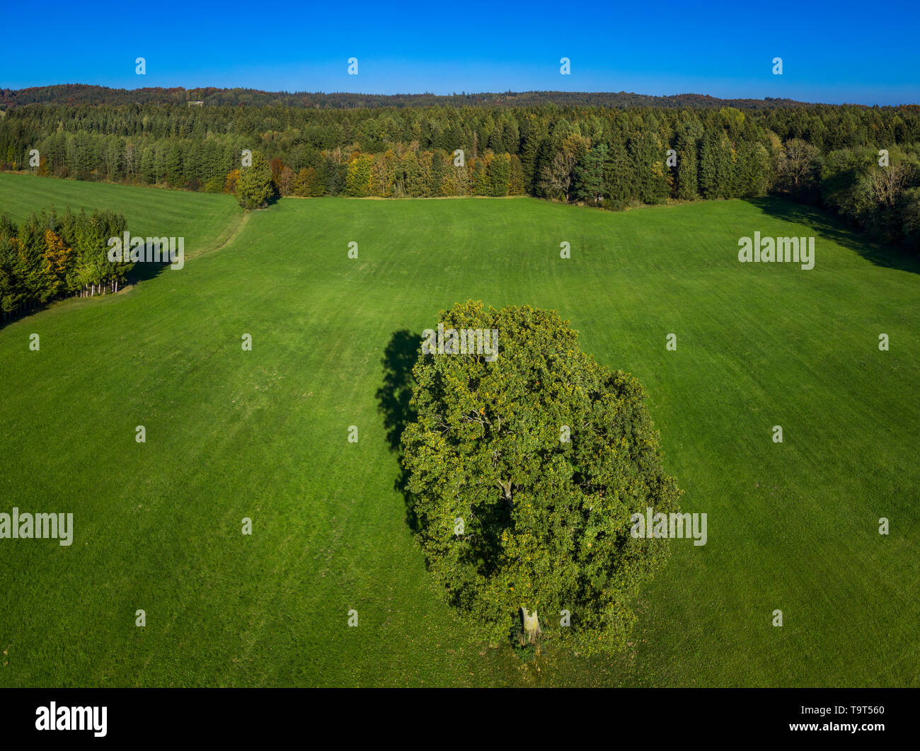 Single oak in a meadow, Bavarians, Germany, Europe, Einzelne Eiche in ...