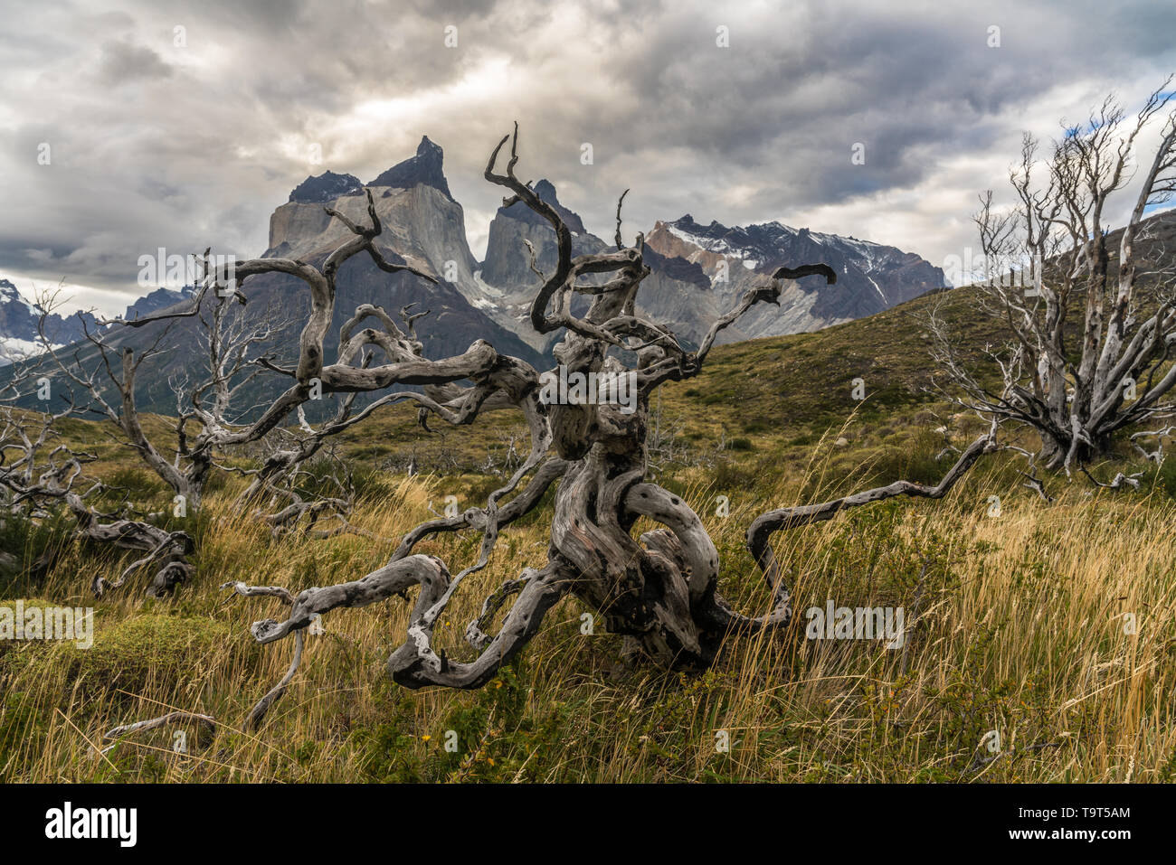 The skeleton of a Lenga tree, Nothofagus sp., in Torres del Paine ...